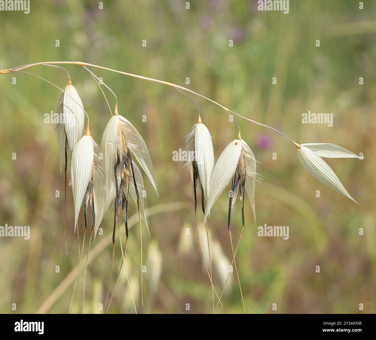 animated oat (Avena sterilis) Plantae Stock Photo - Alamy