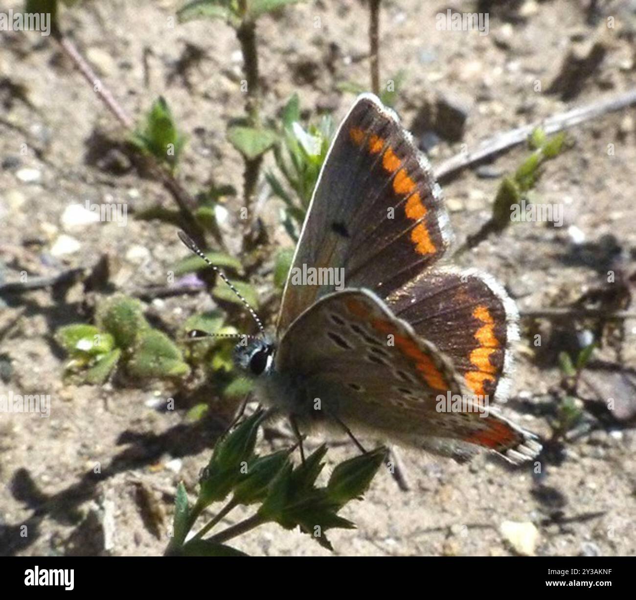 Southern Brown Argus (Aricia cramera) Insecta Stock Photo - Alamy