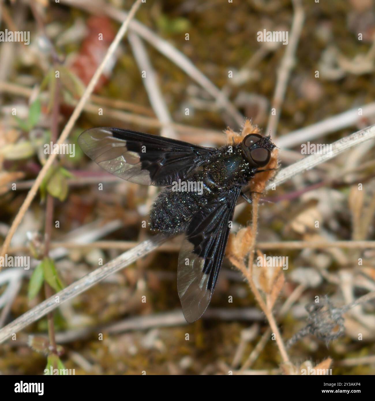 Black Banded Bee Fly (Hemipenthes morio) Insecta Stock Photo - Alamy