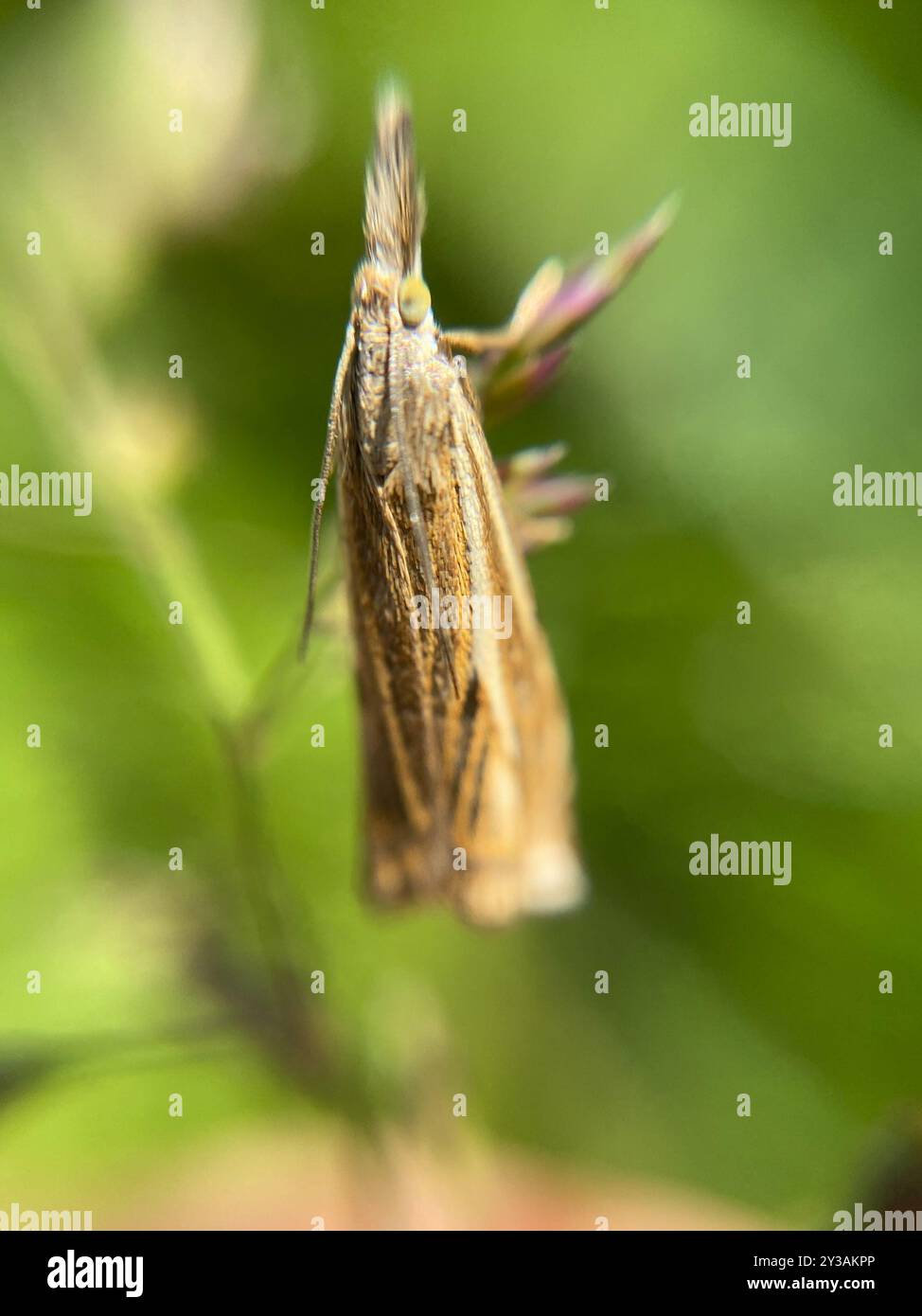Hook-streaked Grass-veneer (Crambus lathoniellus) Insecta Stock Photo ...