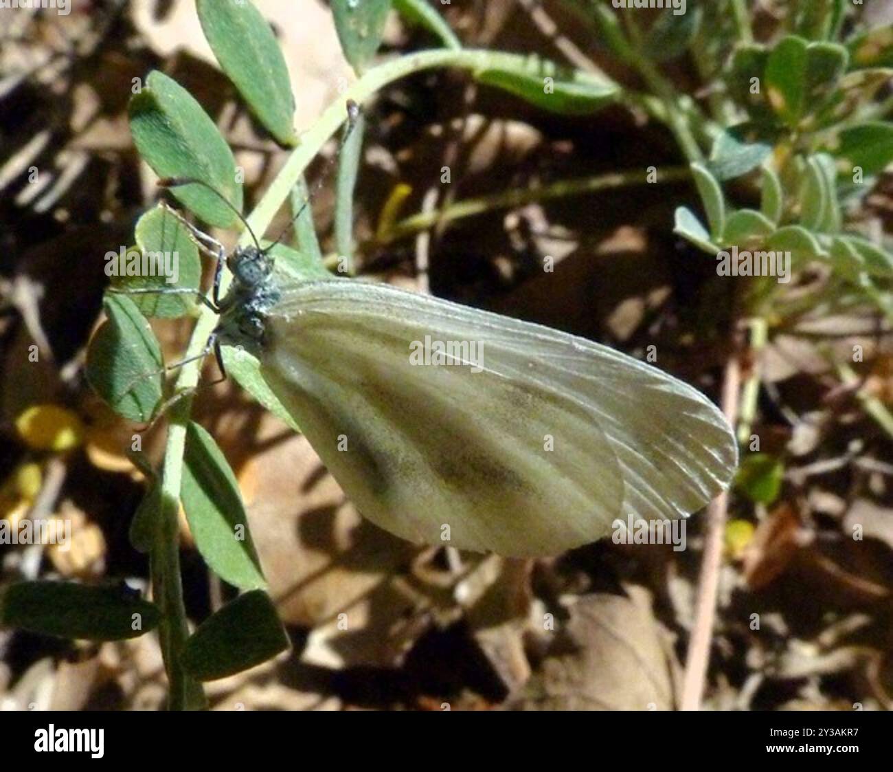 Wood White (Leptidea sinapis) Insecta Stock Photo - Alamy