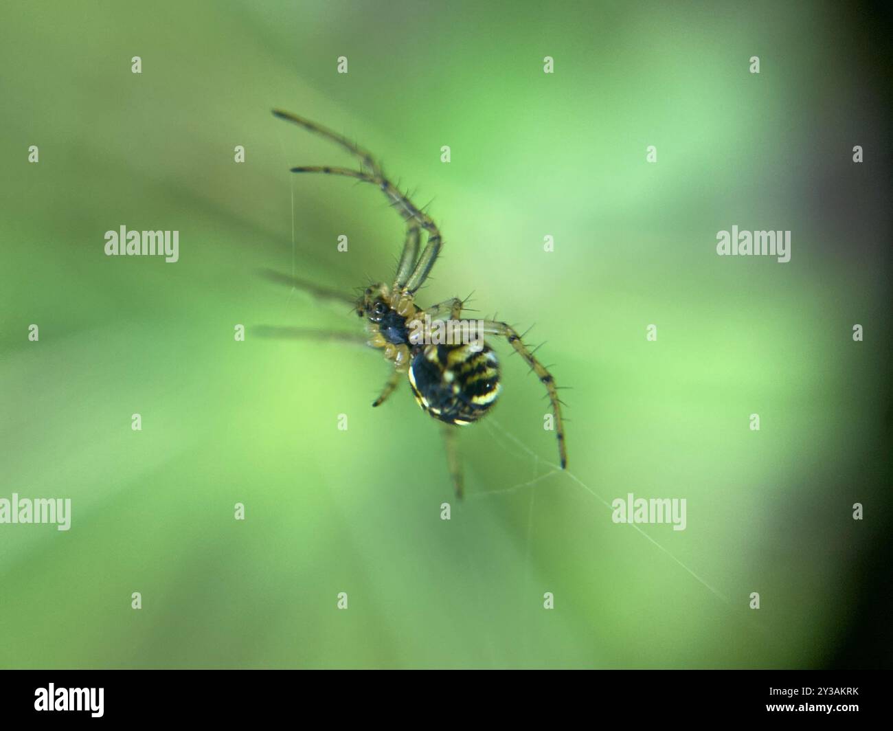 Cricket-bat Orbweaver (Mangora acalypha) Arachnida Stock Photo - Alamy