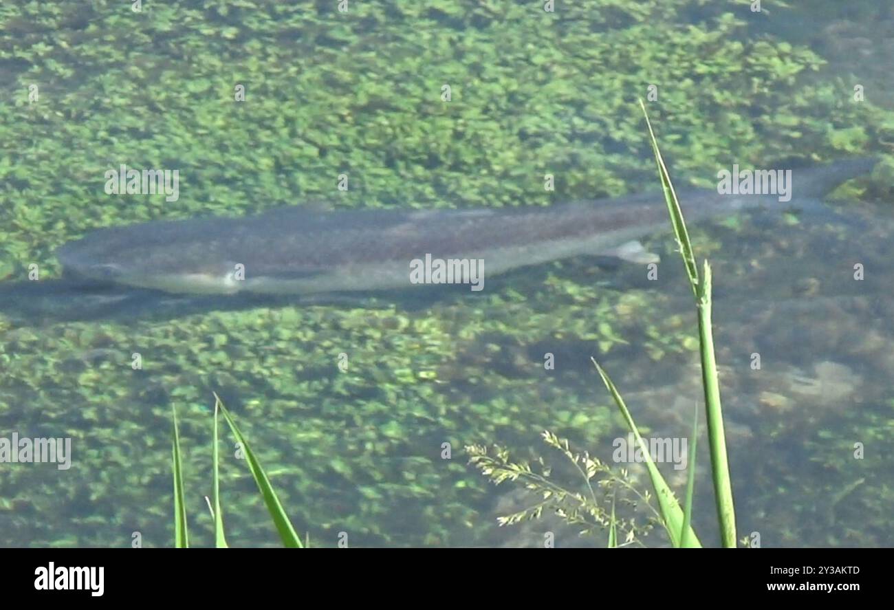 Mullets (Mugilidae) Actinopterygii Stock Photo - Alamy