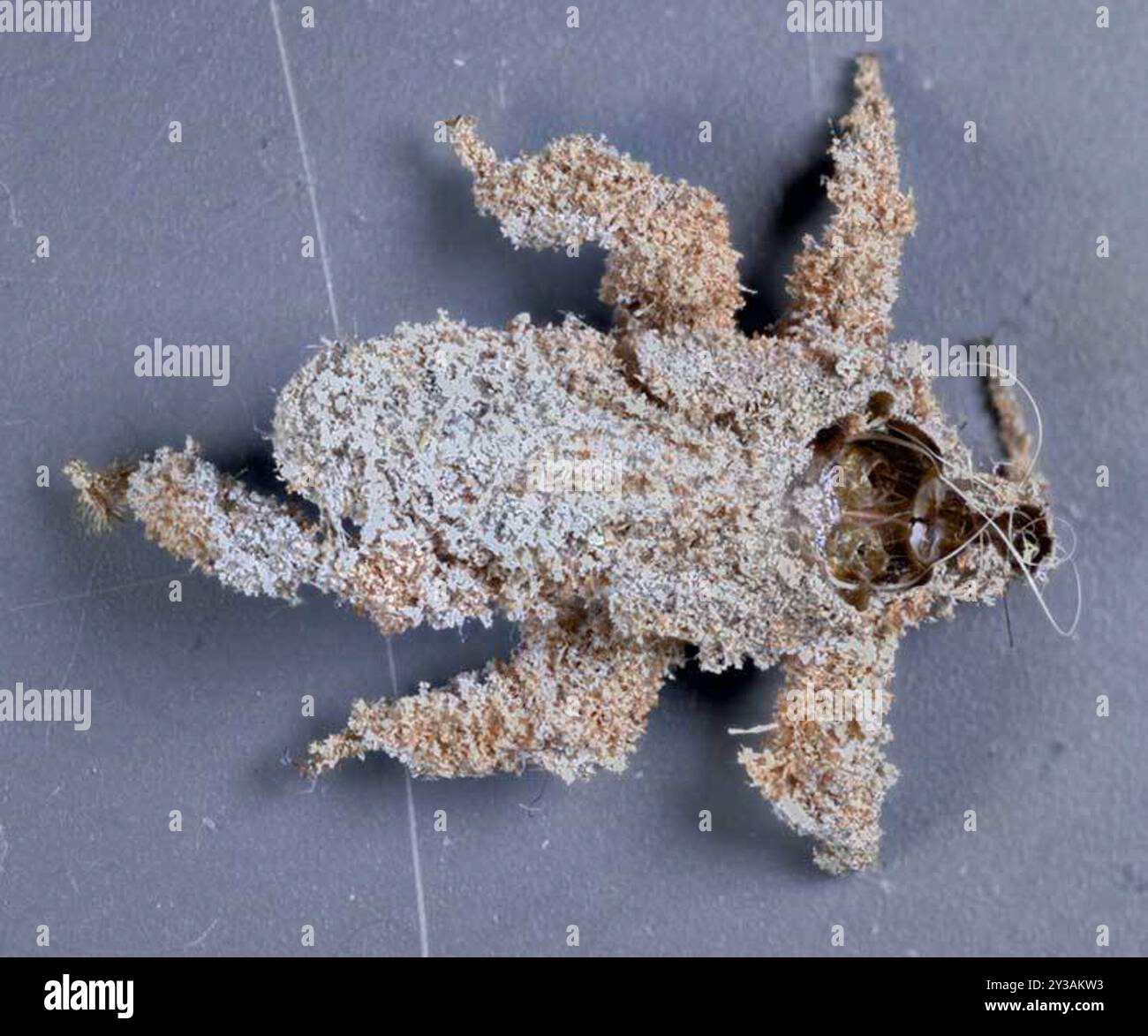 Masked Hunter (Reduvius personatus) Insecta Stock Photo - Alamy