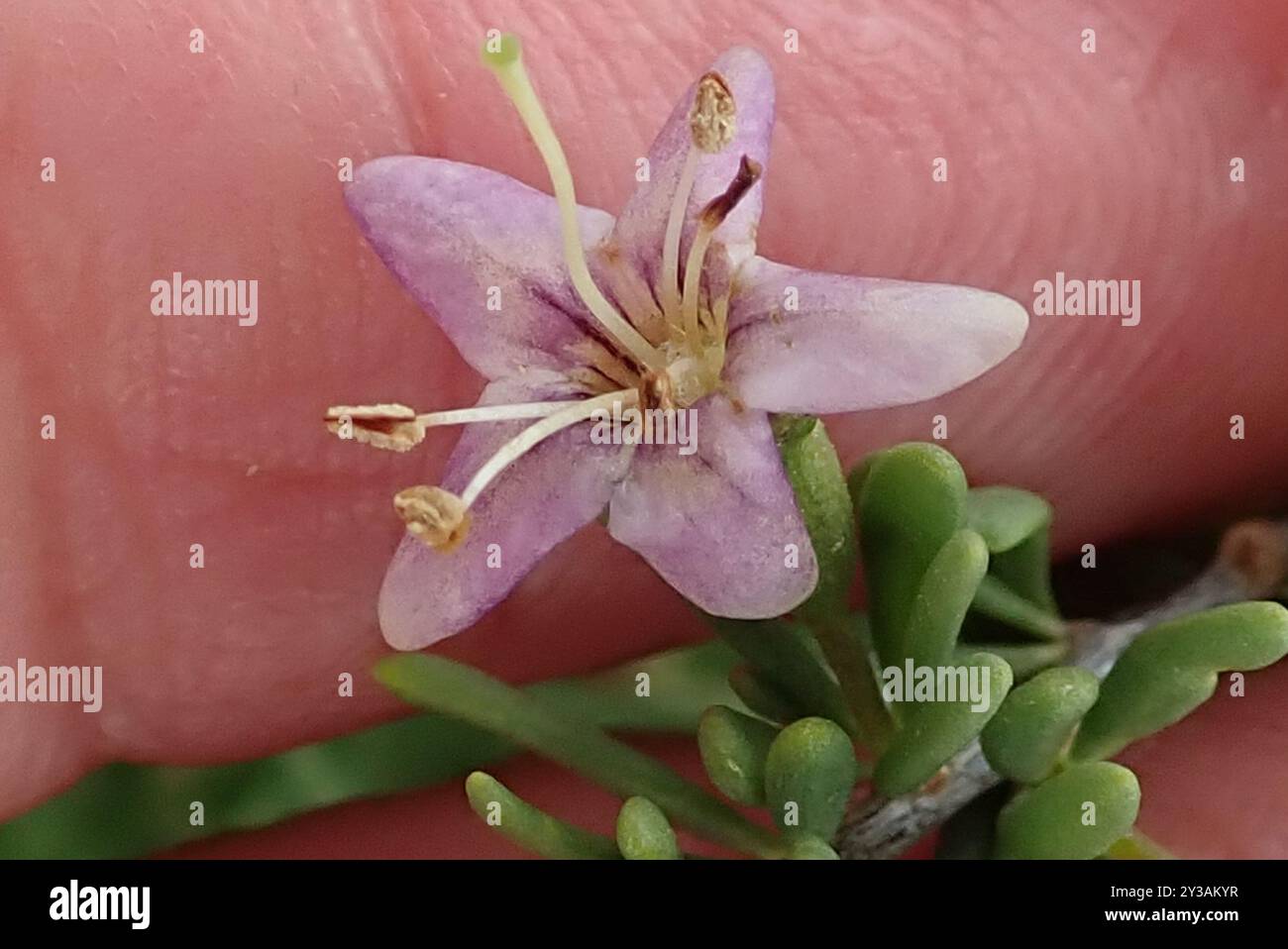 Split Honeythorn (Lycium schizocalyx) Plantae Stock Photo - Alamy