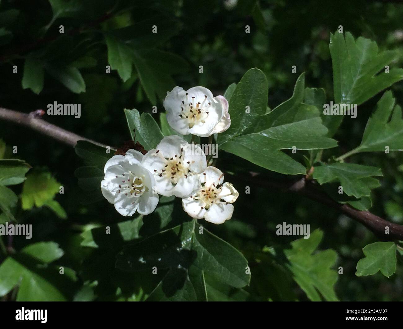 common hawthorn (Crataegus monogyna) Plantae Stock Photo - Alamy