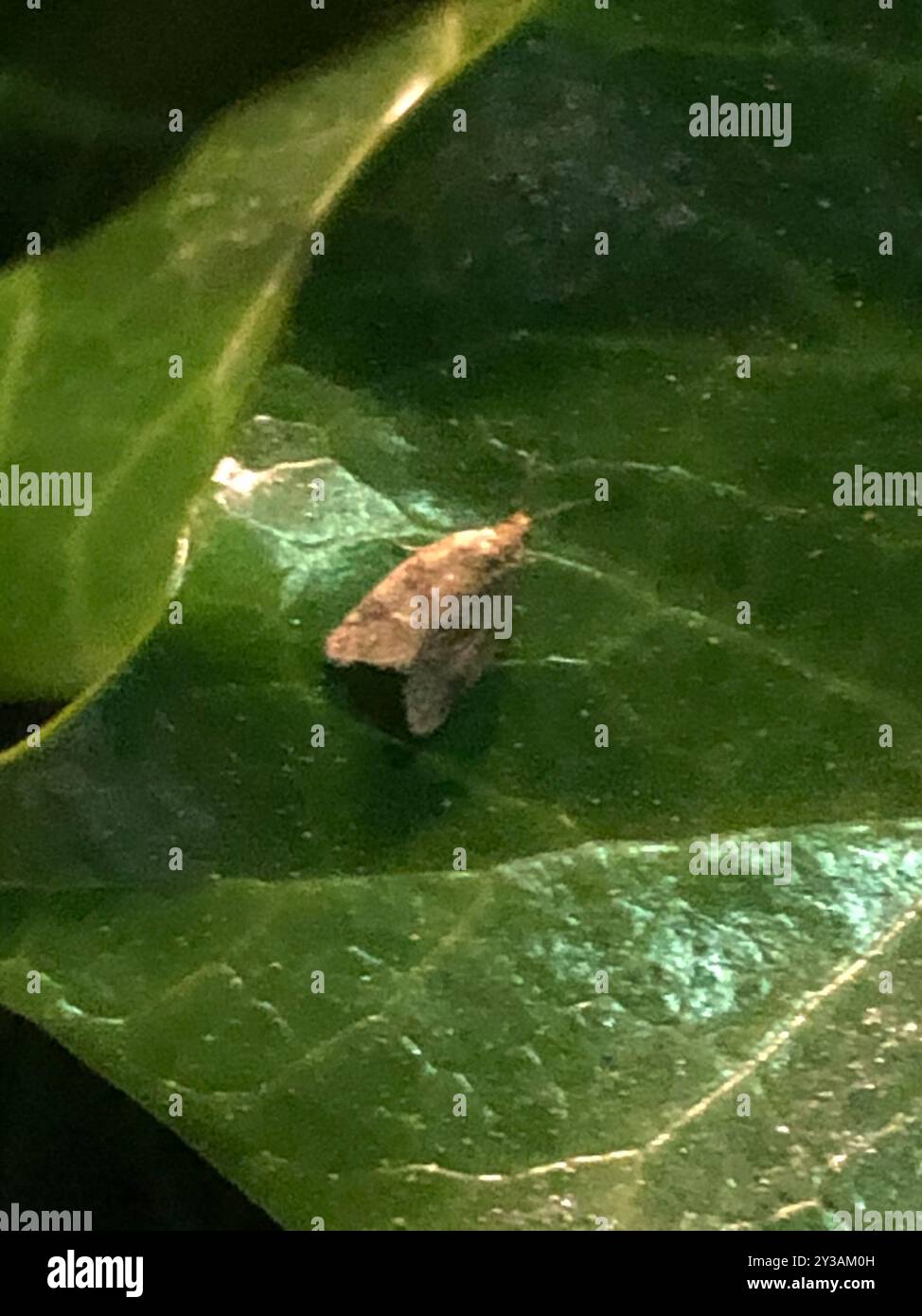 Garden Tortrix (Clepsis peritana) Insecta Stock Photo - Alamy