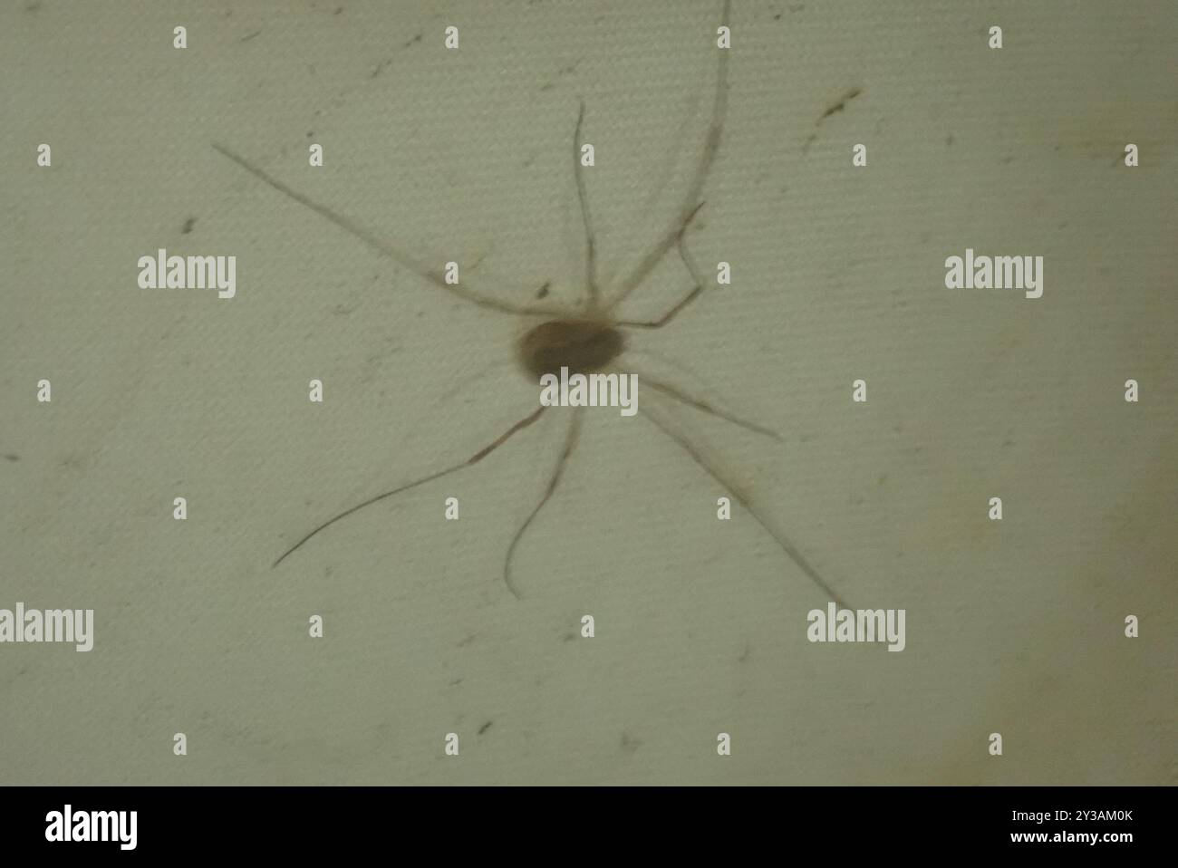 Spring Harvestman (Rilaena triangularis) Arachnida Stock Photo - Alamy