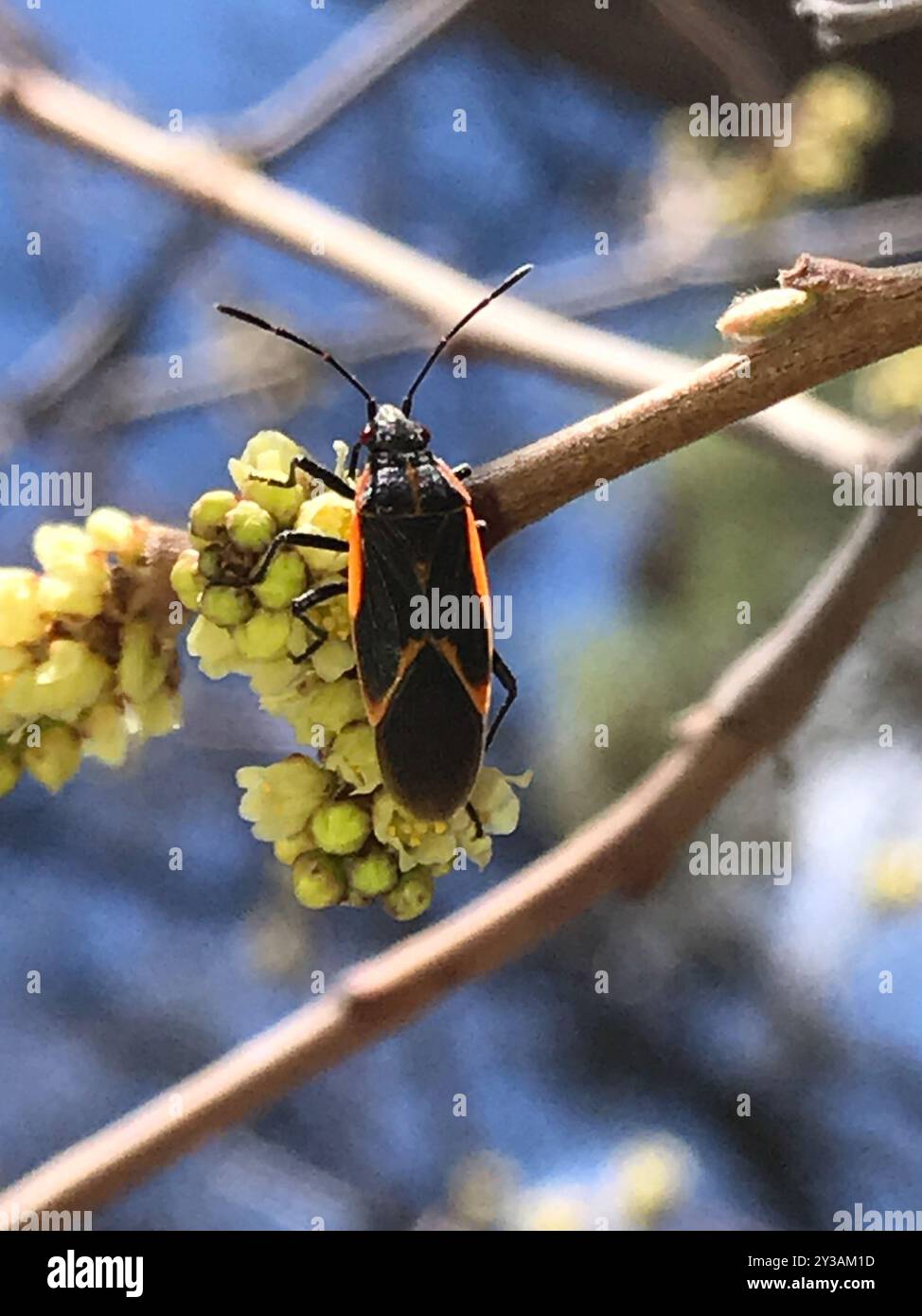 Eastern Boxelder Bug (Boisea trivittata) Insecta Stock Photo - Alamy