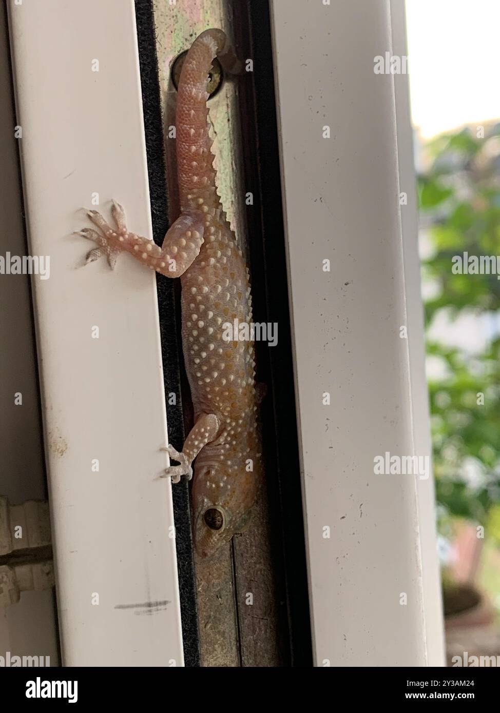 Mediterranean House Gecko (Hemidactylus turcicus) Reptilia Stock Photo ...