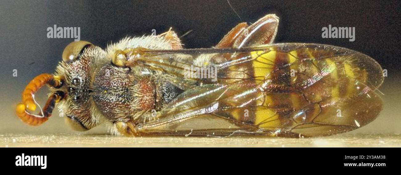 Spotted Nomad Bee (Nomada maculata) Insecta Stock Photo - Alamy