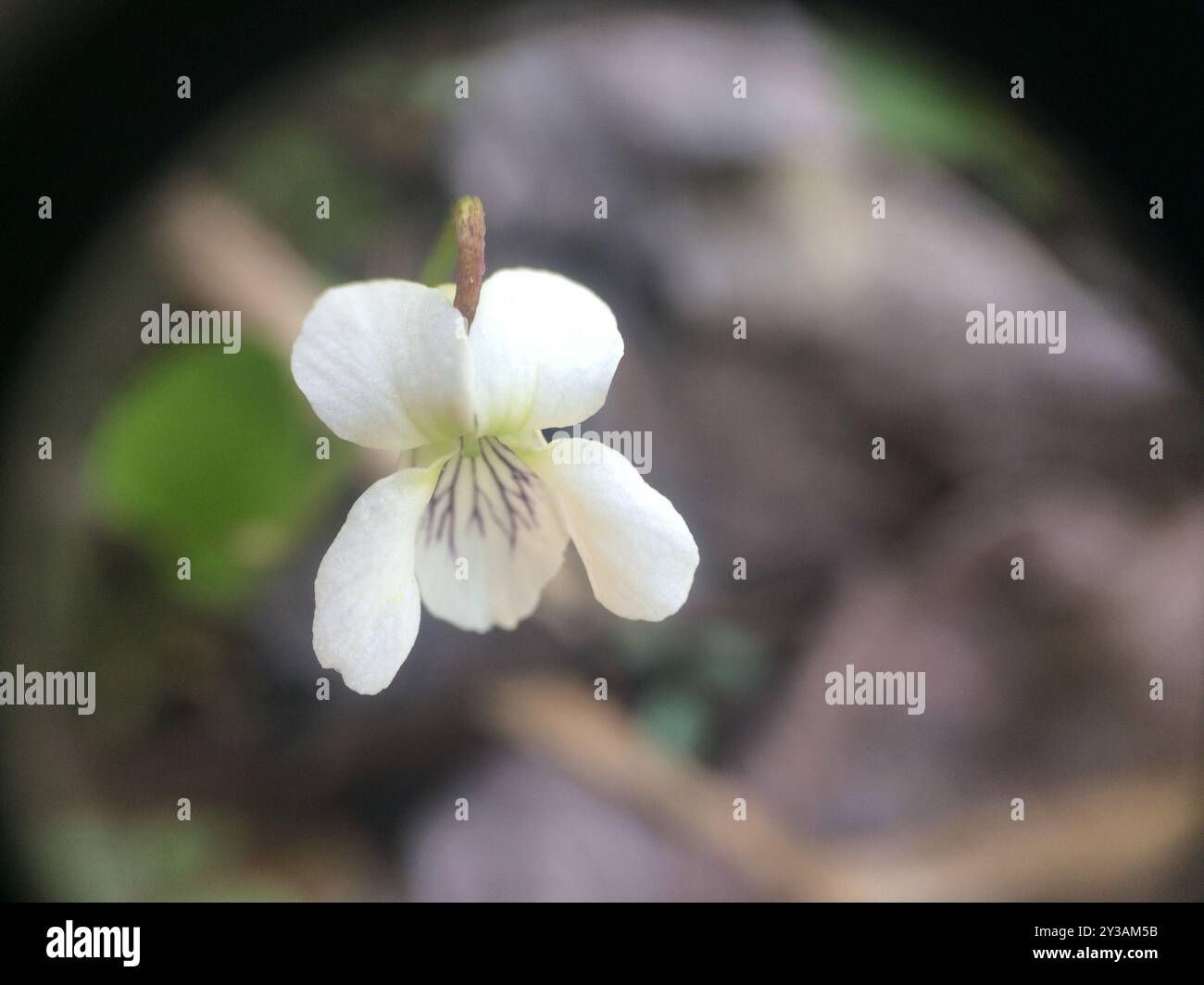 northern white violet (Viola minuscula) Plantae Stock Photo - Alamy