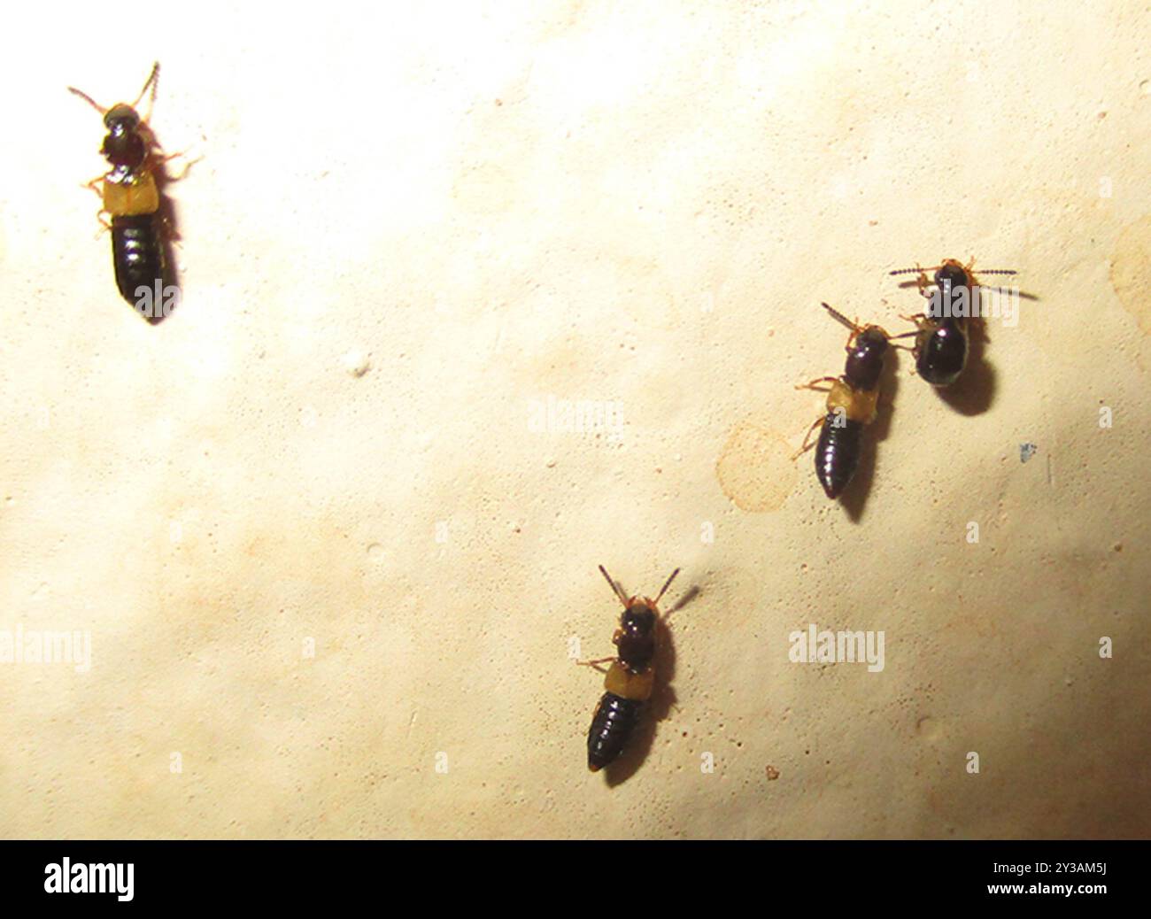 Spiny-legged Rove Beetles (Oxytelinae) Insecta Stock Photo - Alamy