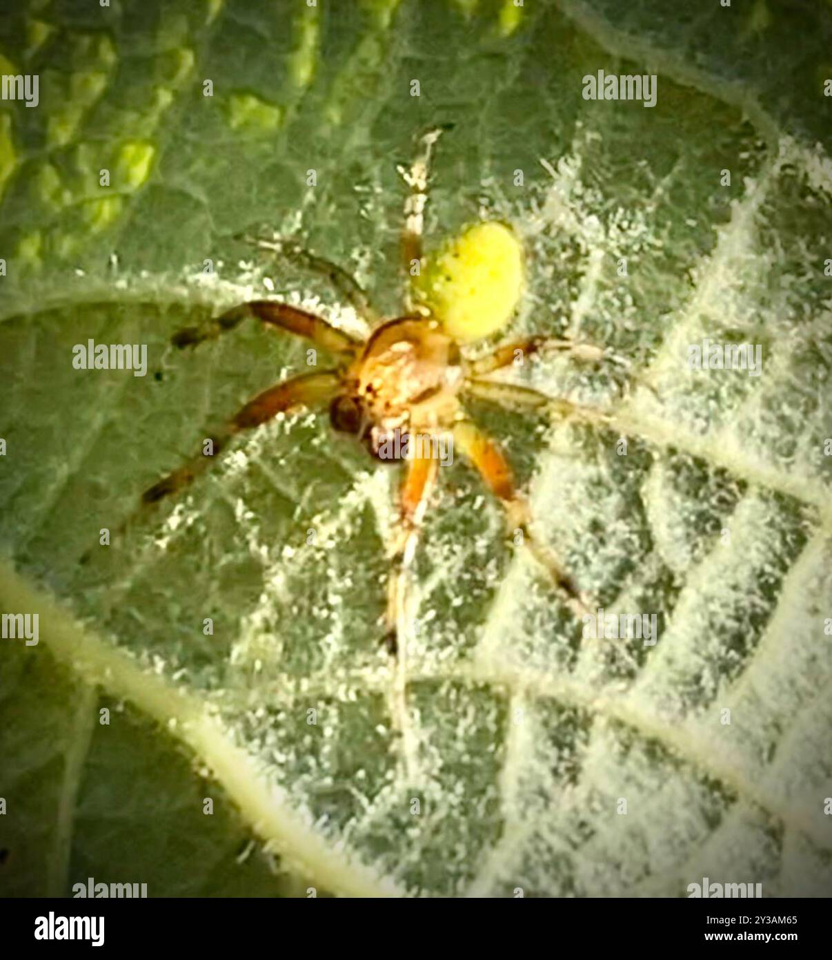 Cucumber Green Spider (Araniella cucurbitina) Arachnida Stock Photo - Alamy