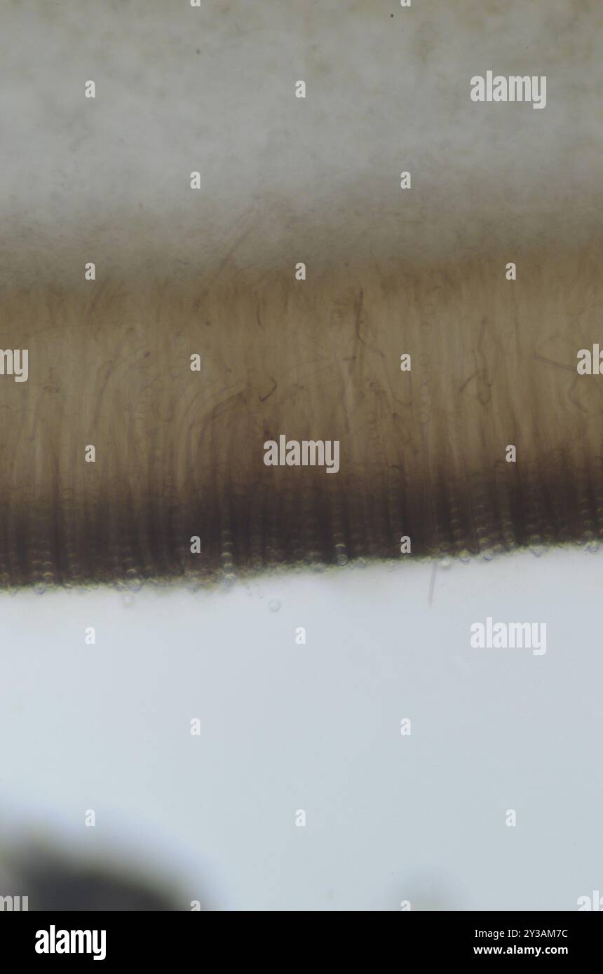 ebony cup (Pseudoplectania nigrella) Fungi Stock Photo - Alamy