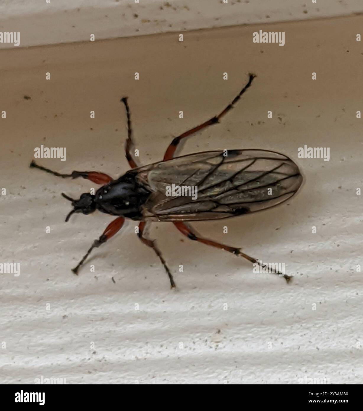 March Flies (Bibio) Insecta Stock Photo - Alamy