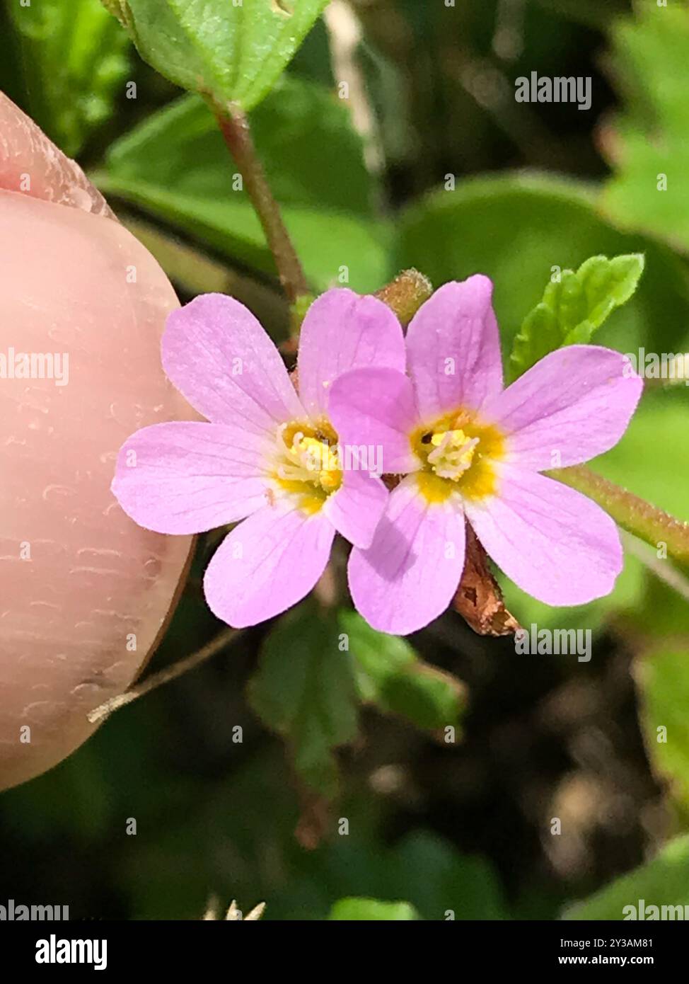 Pyramid Flower (Melochia pyramidata) Plantae Stock Photo - Alamy