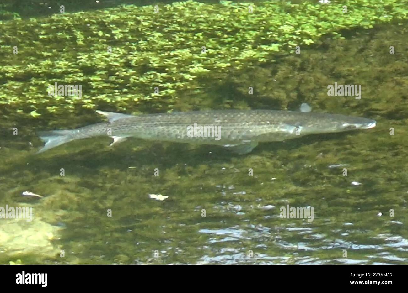 Mullets (Mugilidae) Actinopterygii Stock Photo - Alamy