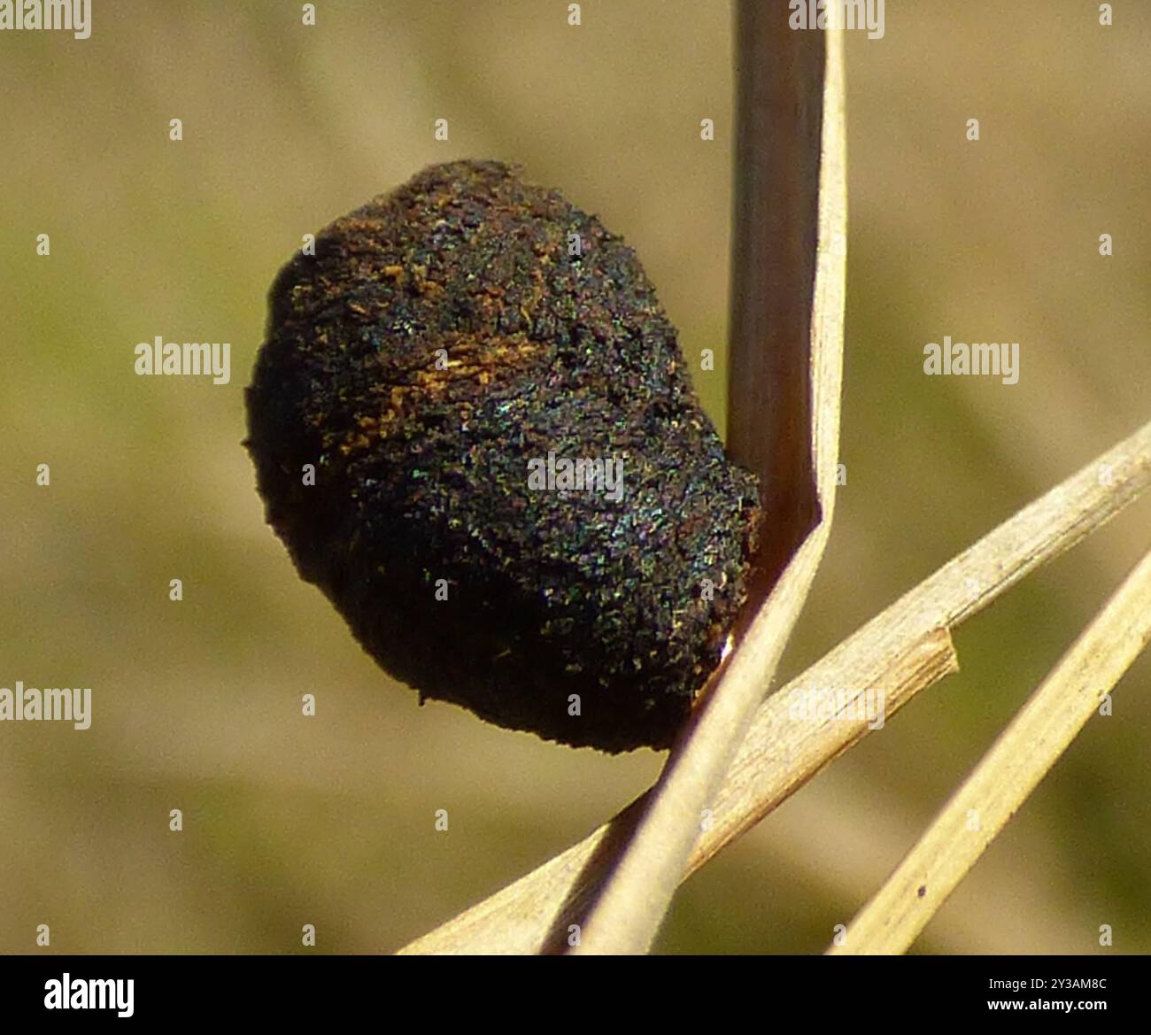 Case-bearing Leaf Beetles (Cryptocephalinae) Insecta Stock Photo - Alamy