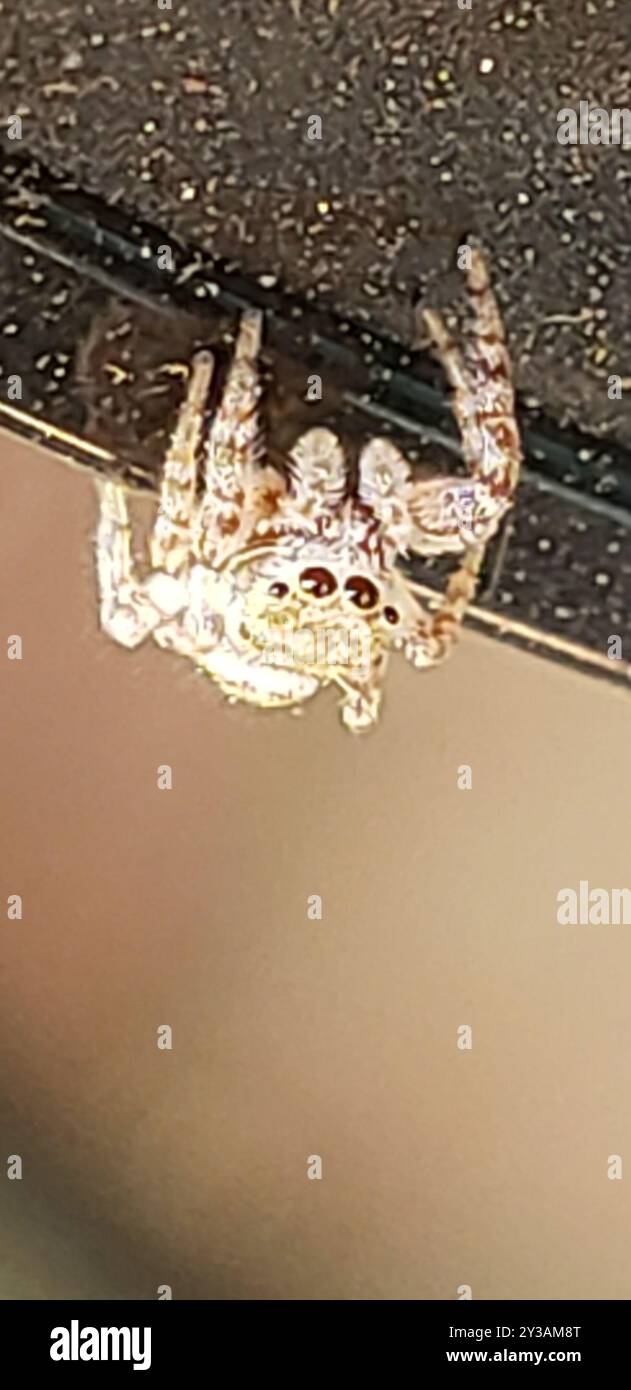 Peppered Jumping Spider (Pelegrina galathea) Arachnida Stock Photo - Alamy