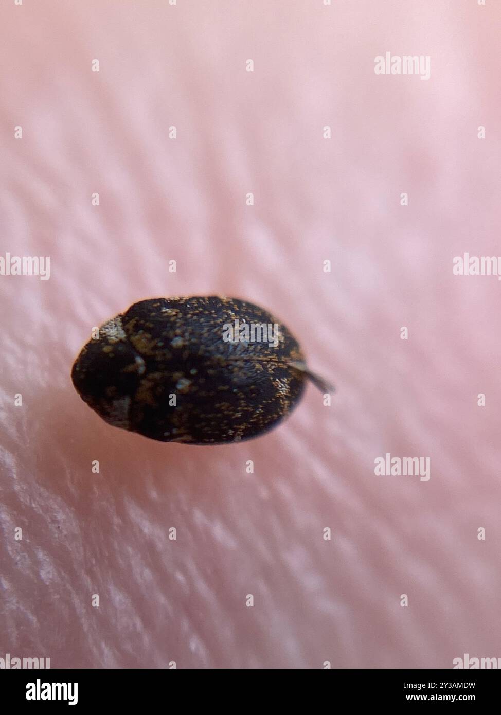 Museum Beetle (Anthrenus museorum) Insecta Stock Photo - Alamy