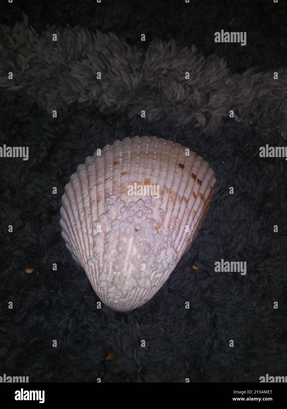 Giant Atlantic Cockle (Dinocardium robustum) Mollusca Stock Photo - Alamy