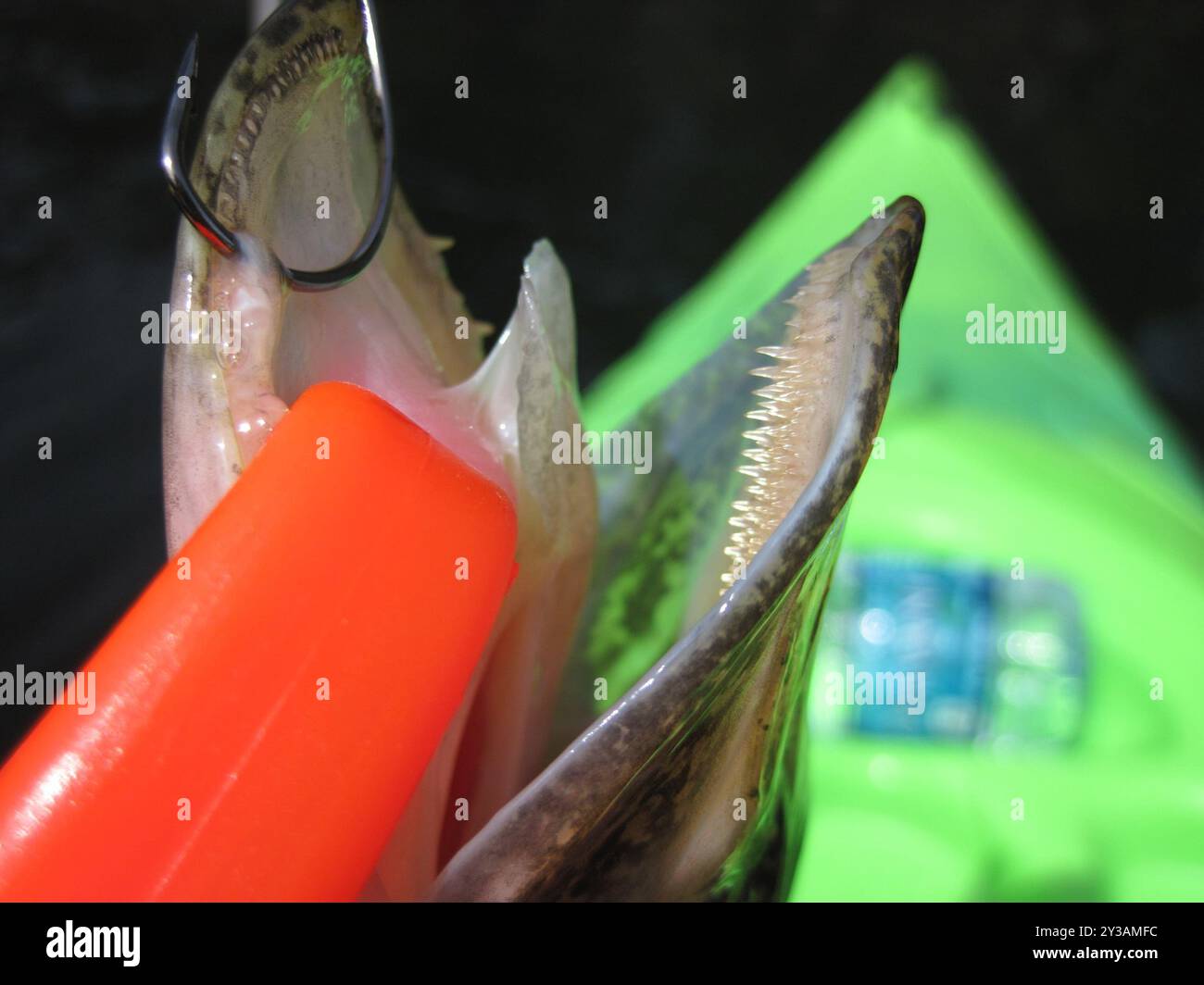 Chain Pickerel (Esox niger) Actinopterygii Stock Photo - Alamy