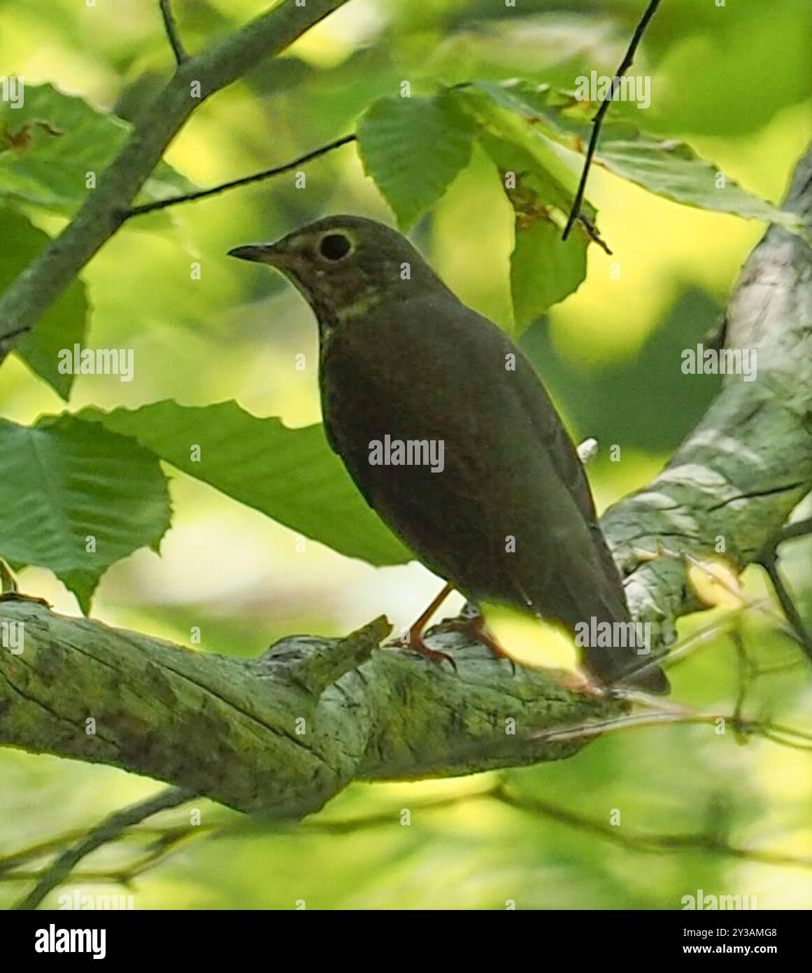 Swainson's Thrush (Catharus ustulatus) Aves Stock Photo - Alamy
