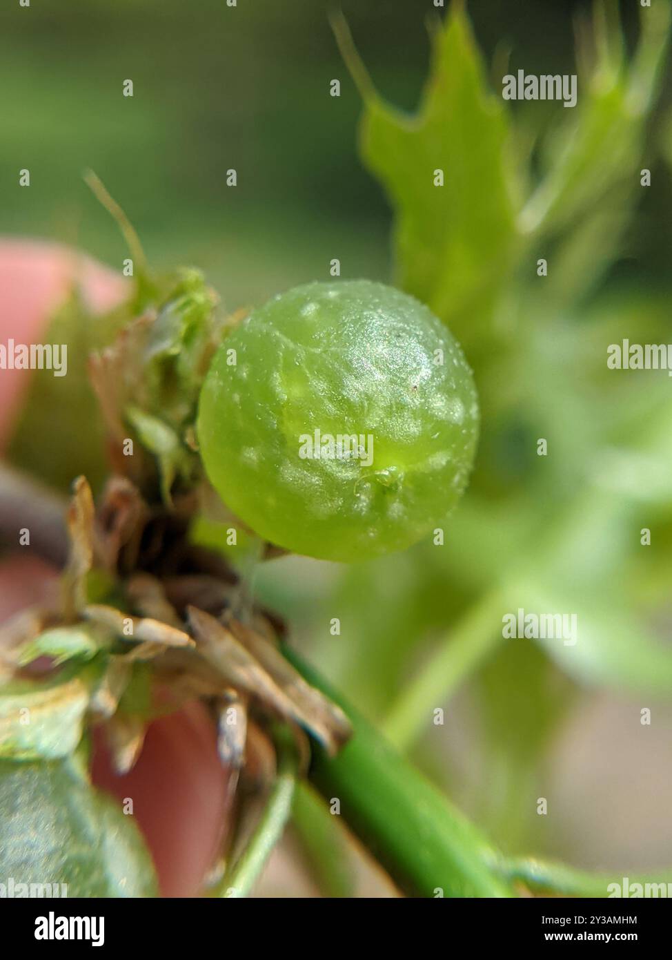 Succulent Oak Gall Wasp (Dryocosmus quercuspalustris) Insecta Stock ...