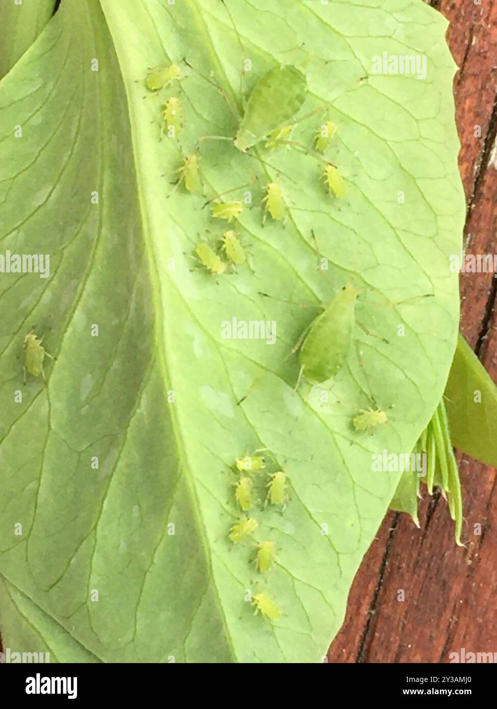 Pea Aphid (Acyrthosiphon pisum) Insecta Stock Photo - Alamy