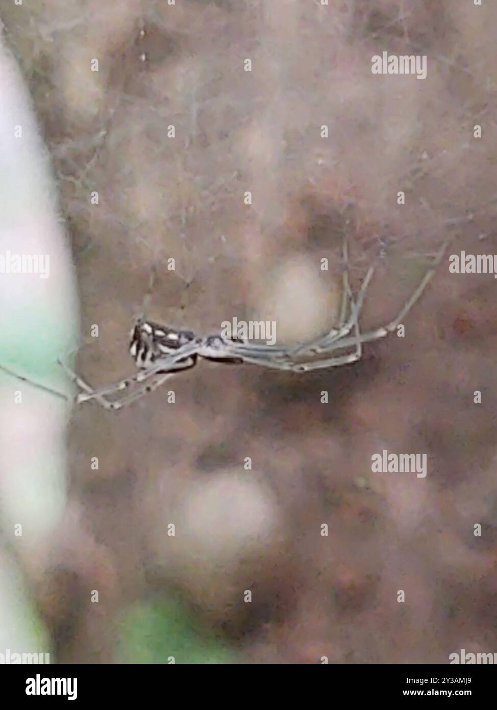 Filmy Dome Spider (Neriene radiata) Arachnida Stock Photo - Alamy