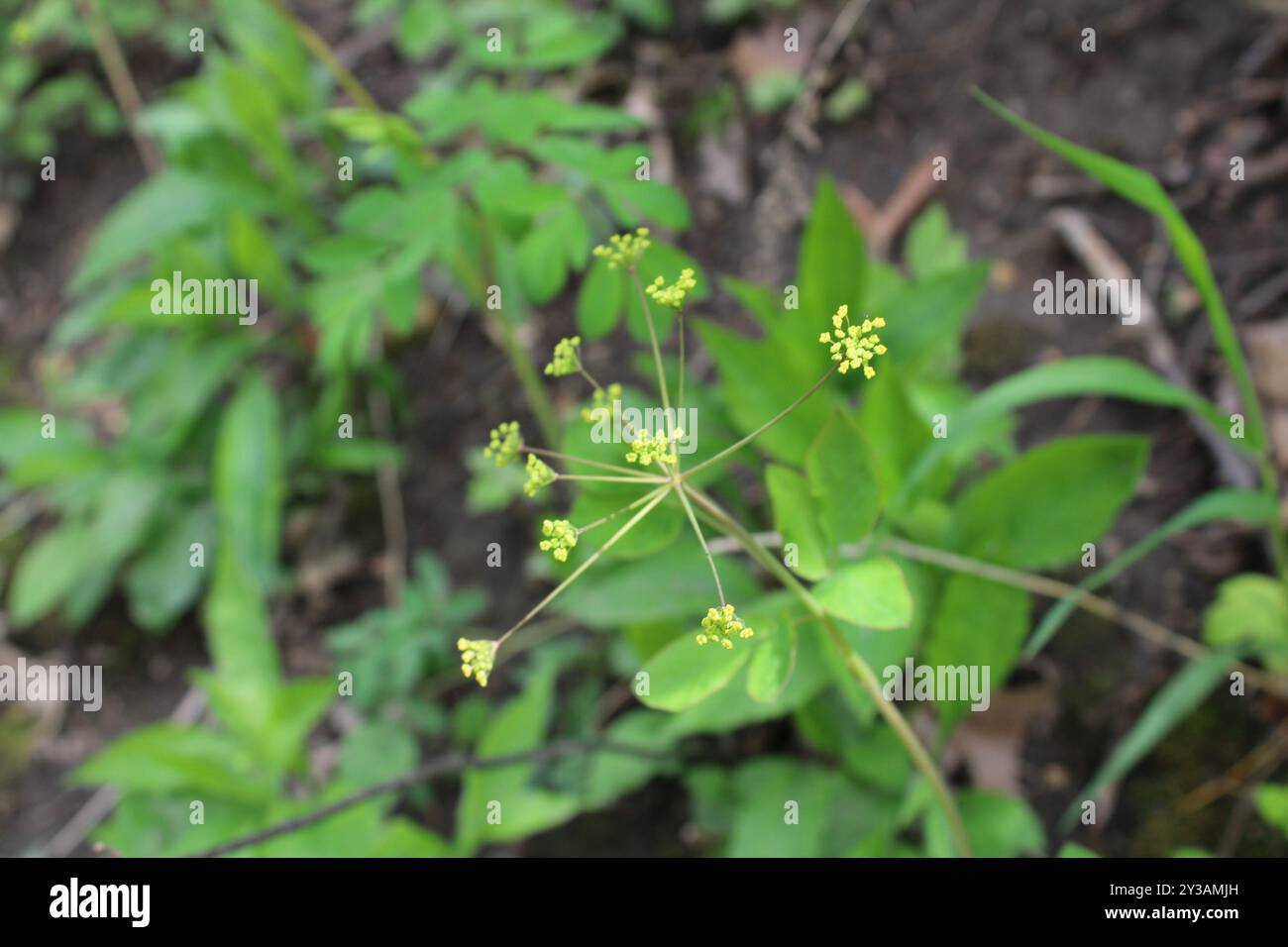 yellow pimpernel (Taenidia integerrima) Plantae Stock Photo - Alamy
