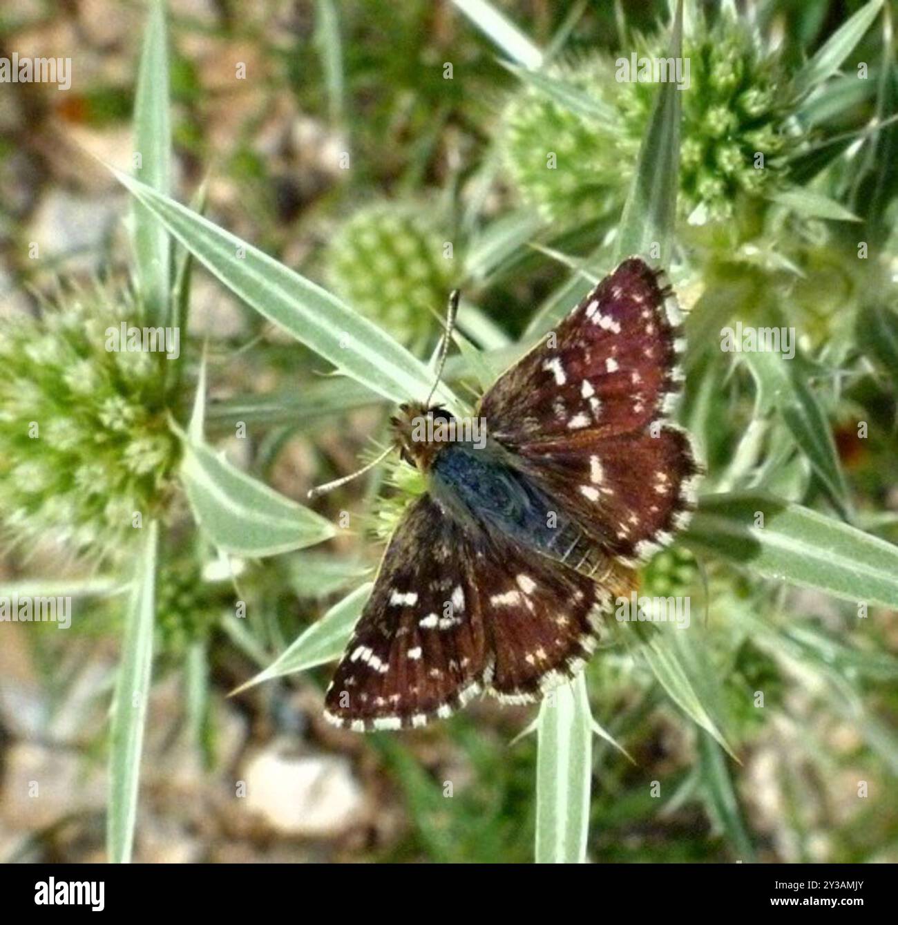 Red-underwing Skipper (Spialia sertorius) Insecta Stock Photo - Alamy