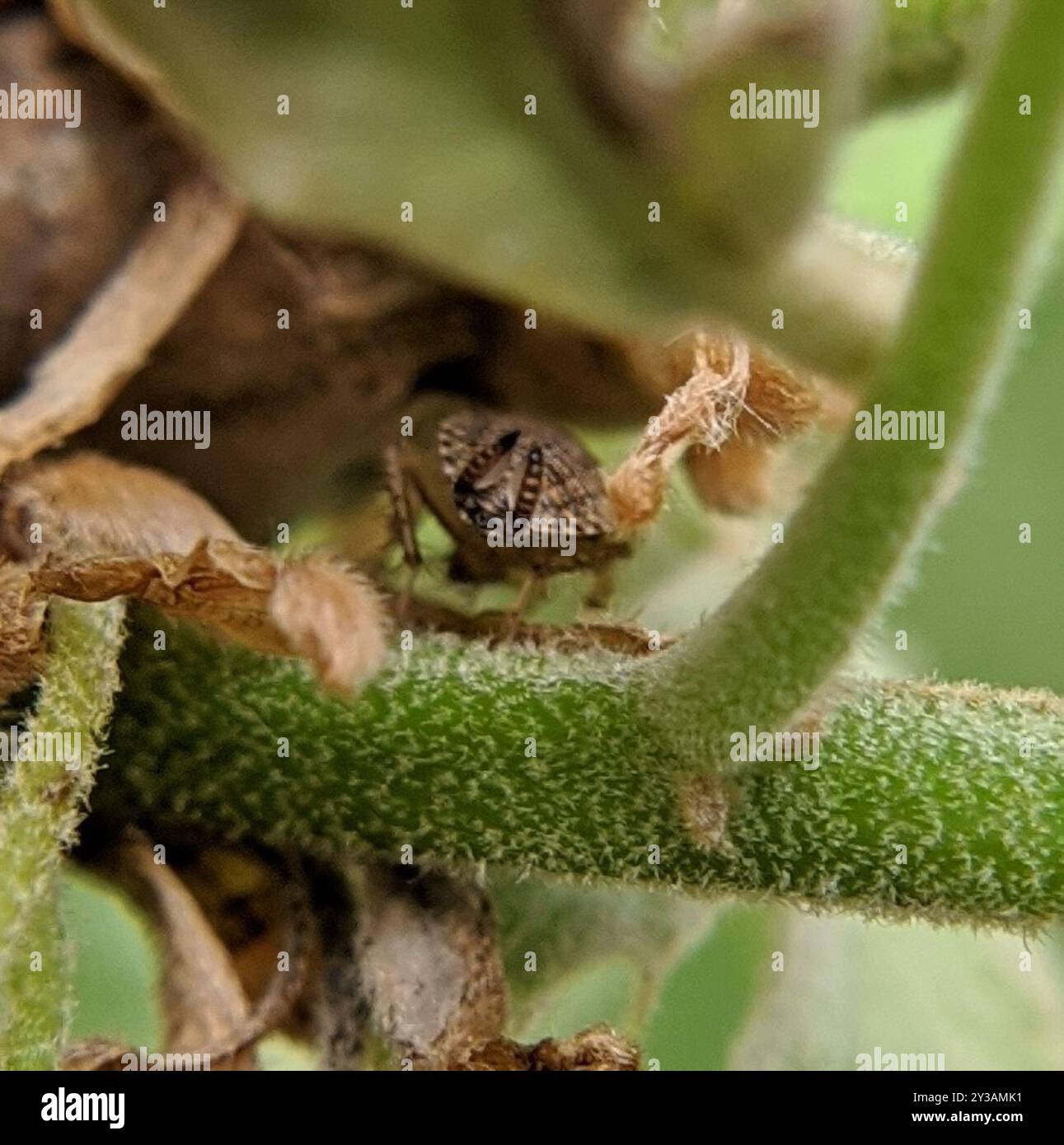 Tawny Cockroach (Ectobius pallidus) Insecta Stock Photo - Alamy