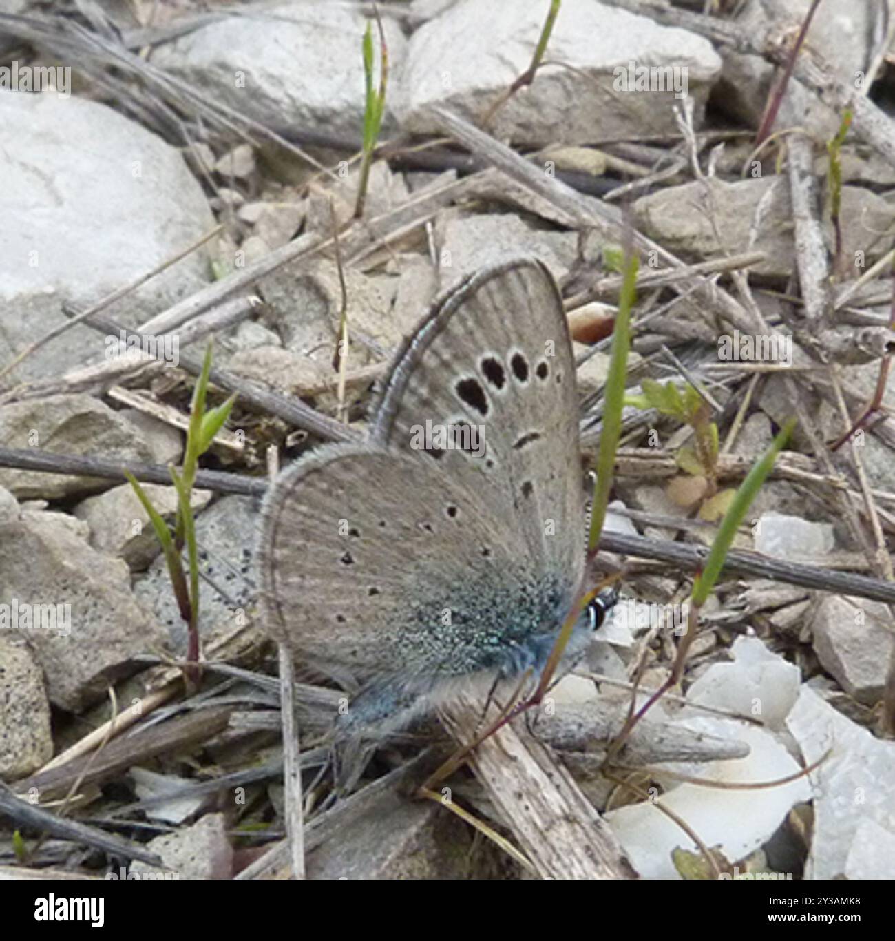 Black-eyed Blue (Glaucopsyche melanops) Insecta Stock Photo - Alamy