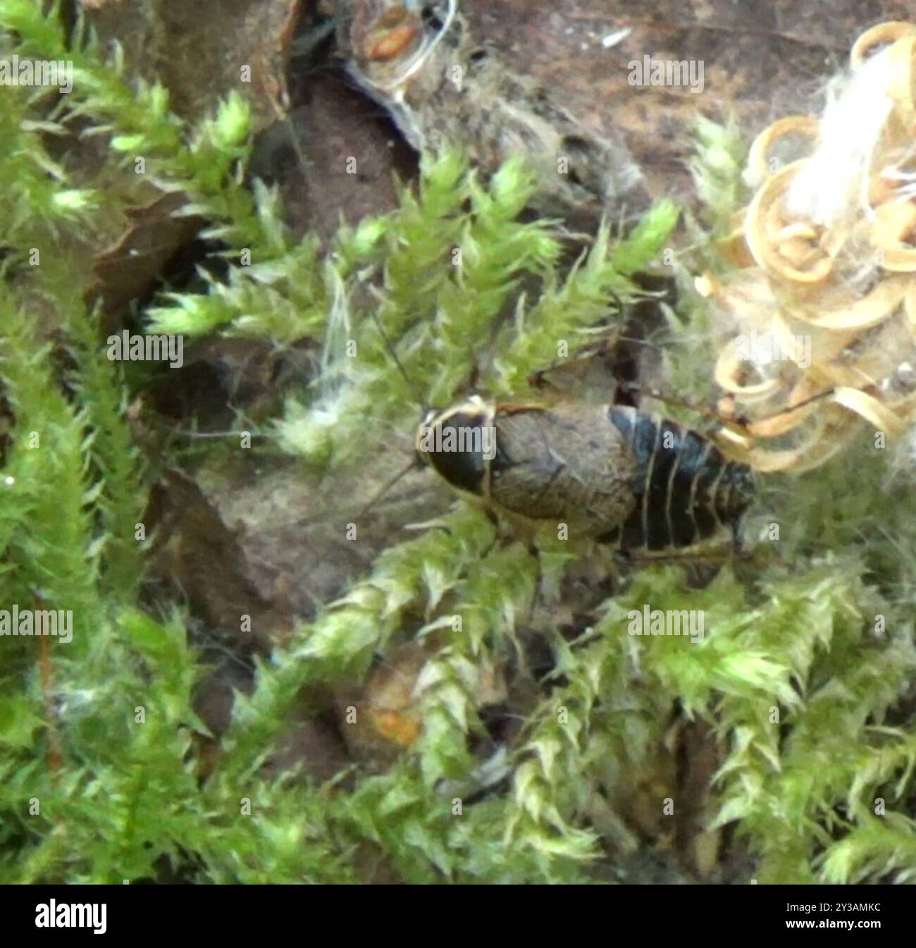 Forest Cockroach (Ectobius sylvestris) Insecta Stock Photo - Alamy