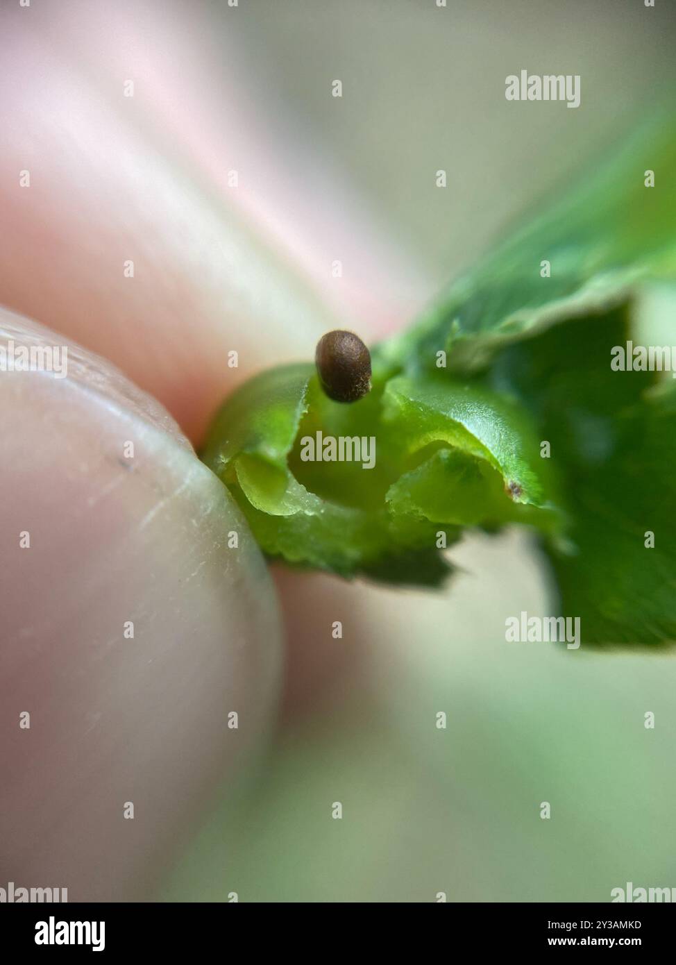 Oak Curved-leaf Gall Wasp (Andricus curvator) Insecta Stock Photo - Alamy