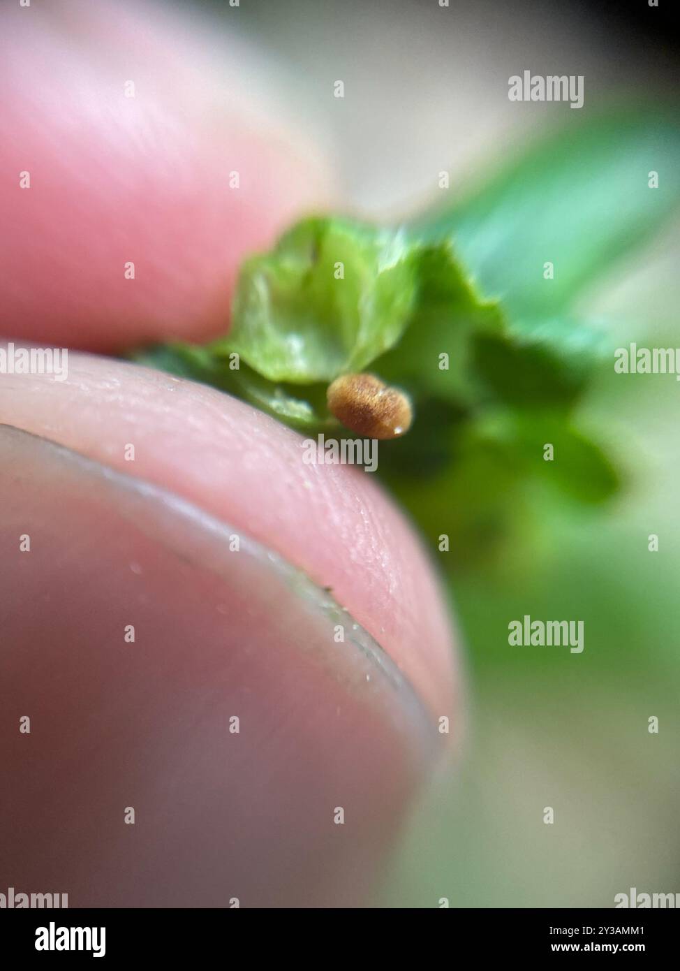 Oak Curved-leaf Gall Wasp (Andricus curvator) Insecta Stock Photo - Alamy