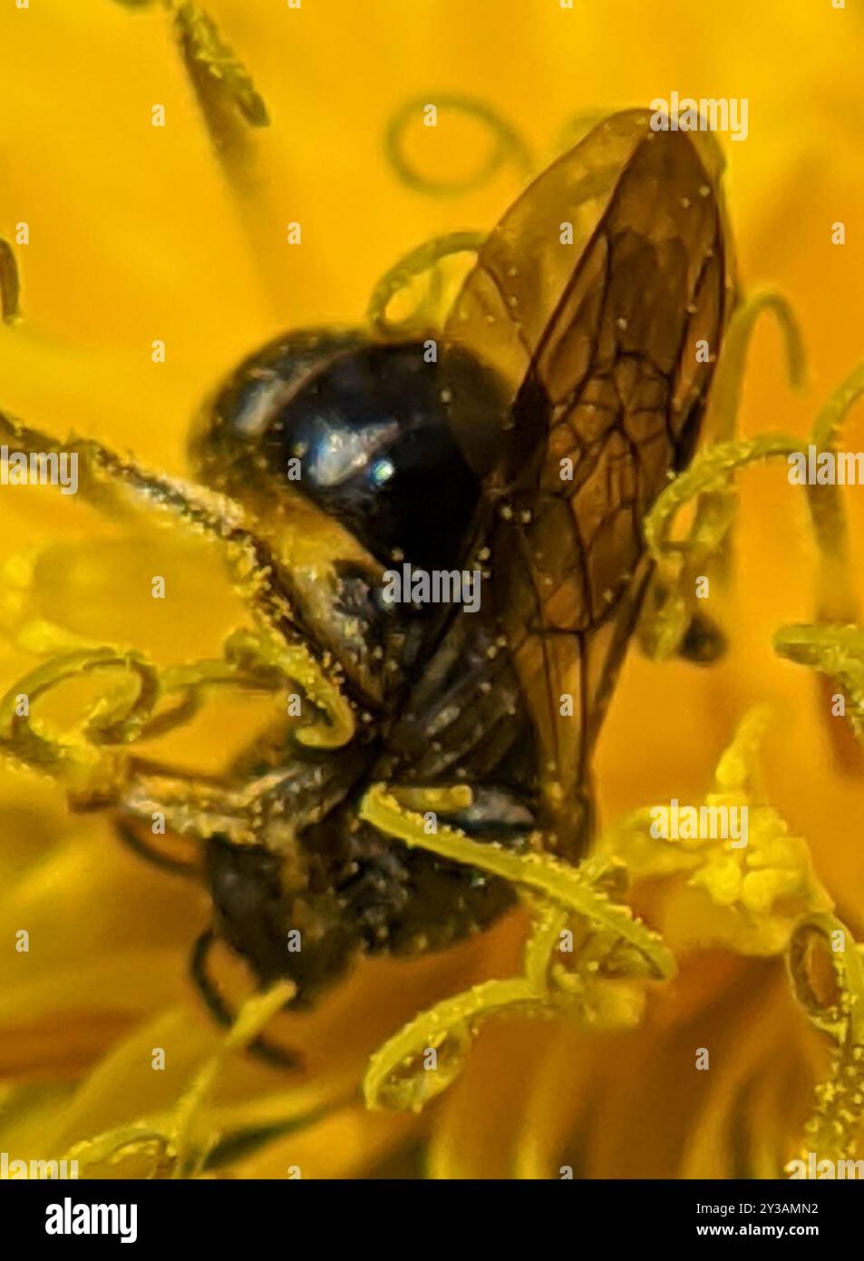 Metallic Sweat Bees (Dialictus) Insecta Stock Photo - Alamy