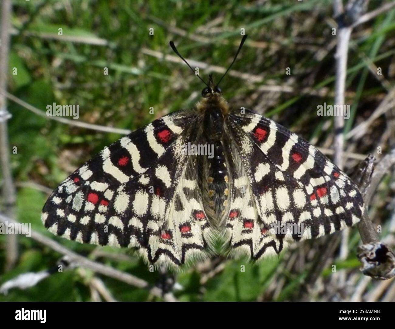 Spanish Festoon (Zerynthia rumina) Insecta Stock Photo - Alamy