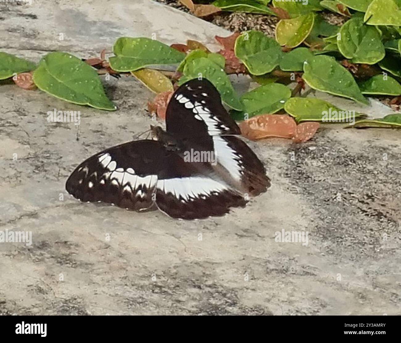 (Cymothoe coranus coranus) Insecta Stock Photo - Alamy