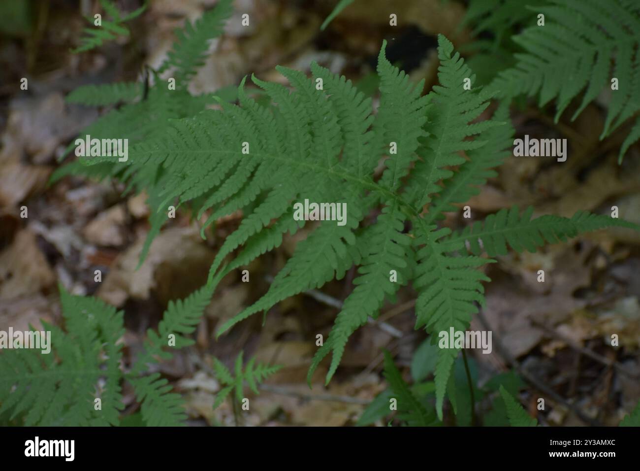 broad beech fern (Phegopteris hexagonoptera) Plantae Stock Photo - Alamy