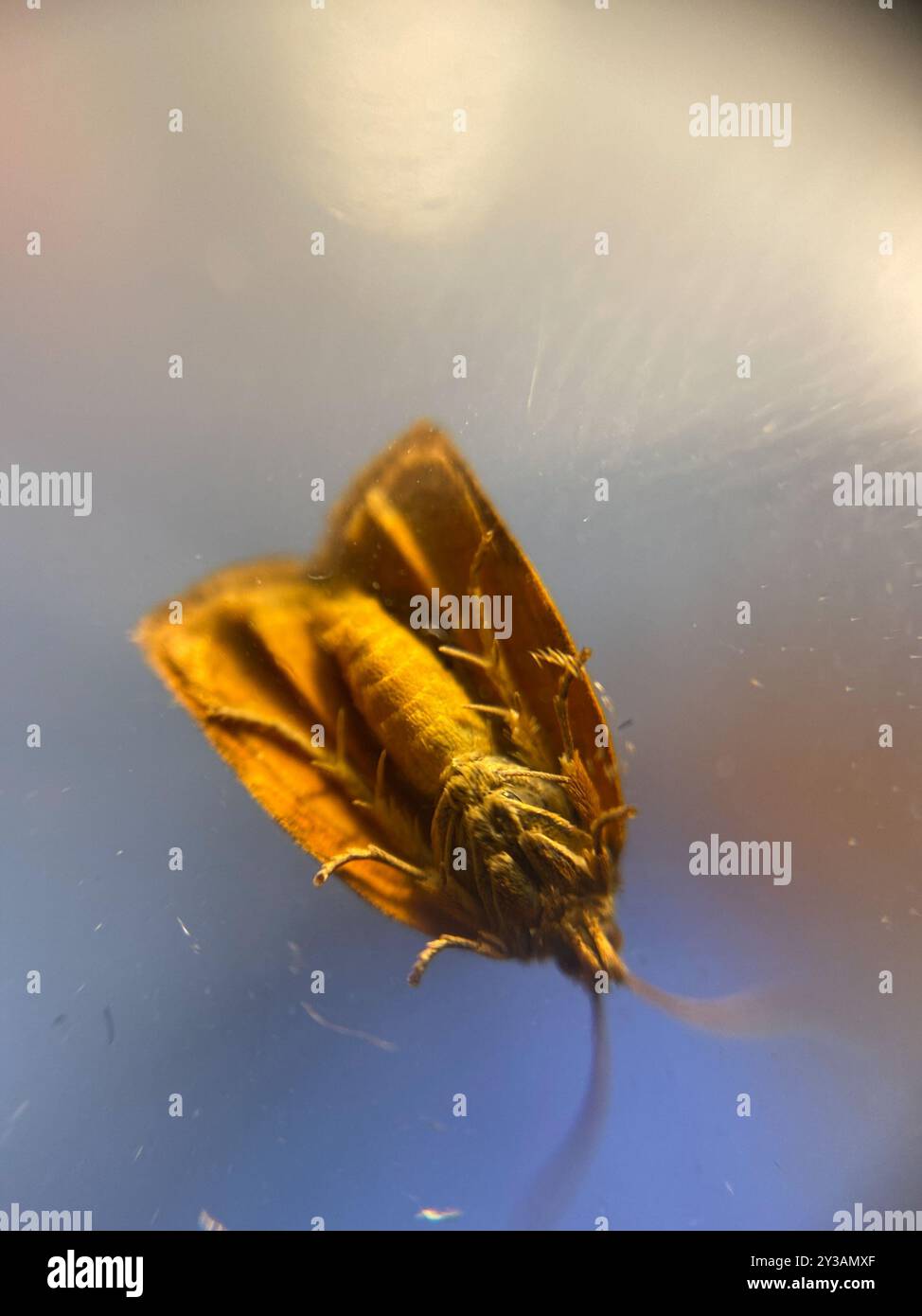 Carnation Tortrix (Cacoecimorpha pronubana) Insecta Stock Photo - Alamy