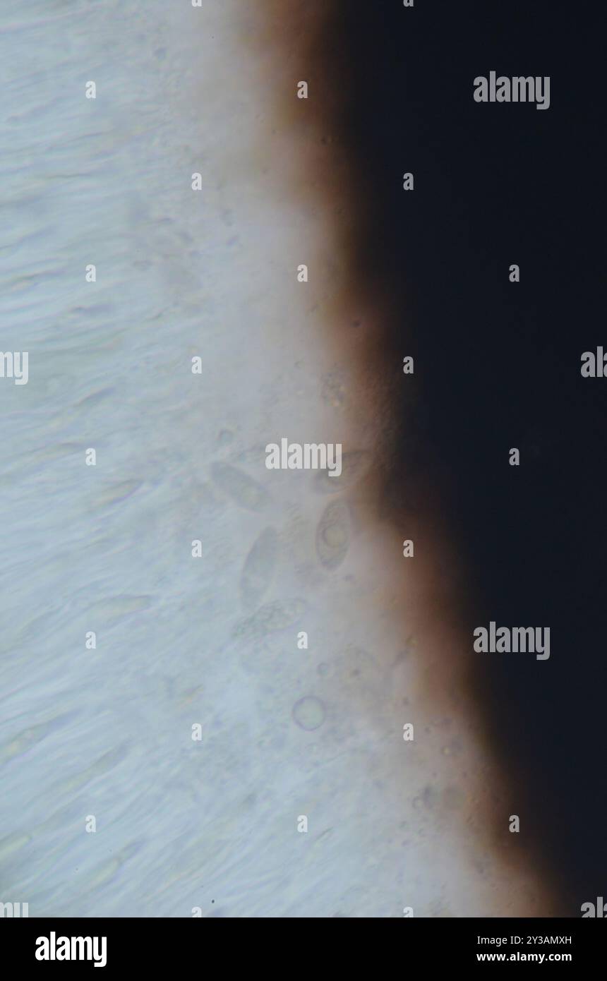 (Porpidia thomsonii) Fungi Stock Photo - Alamy