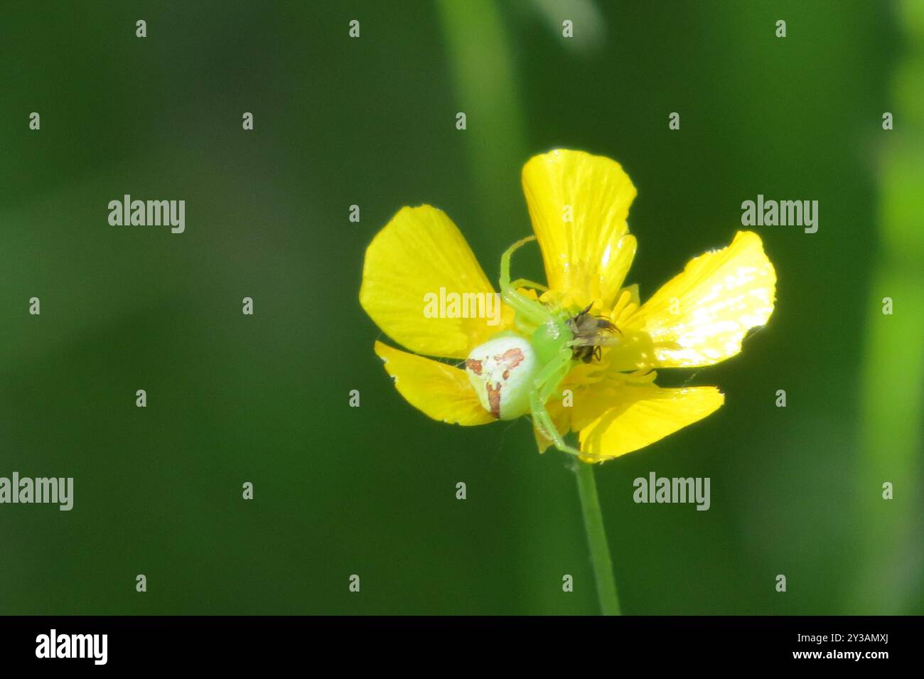Triangle Crab Spider (Ebrechtella tricuspidata) Arachnida Stock Photo ...
