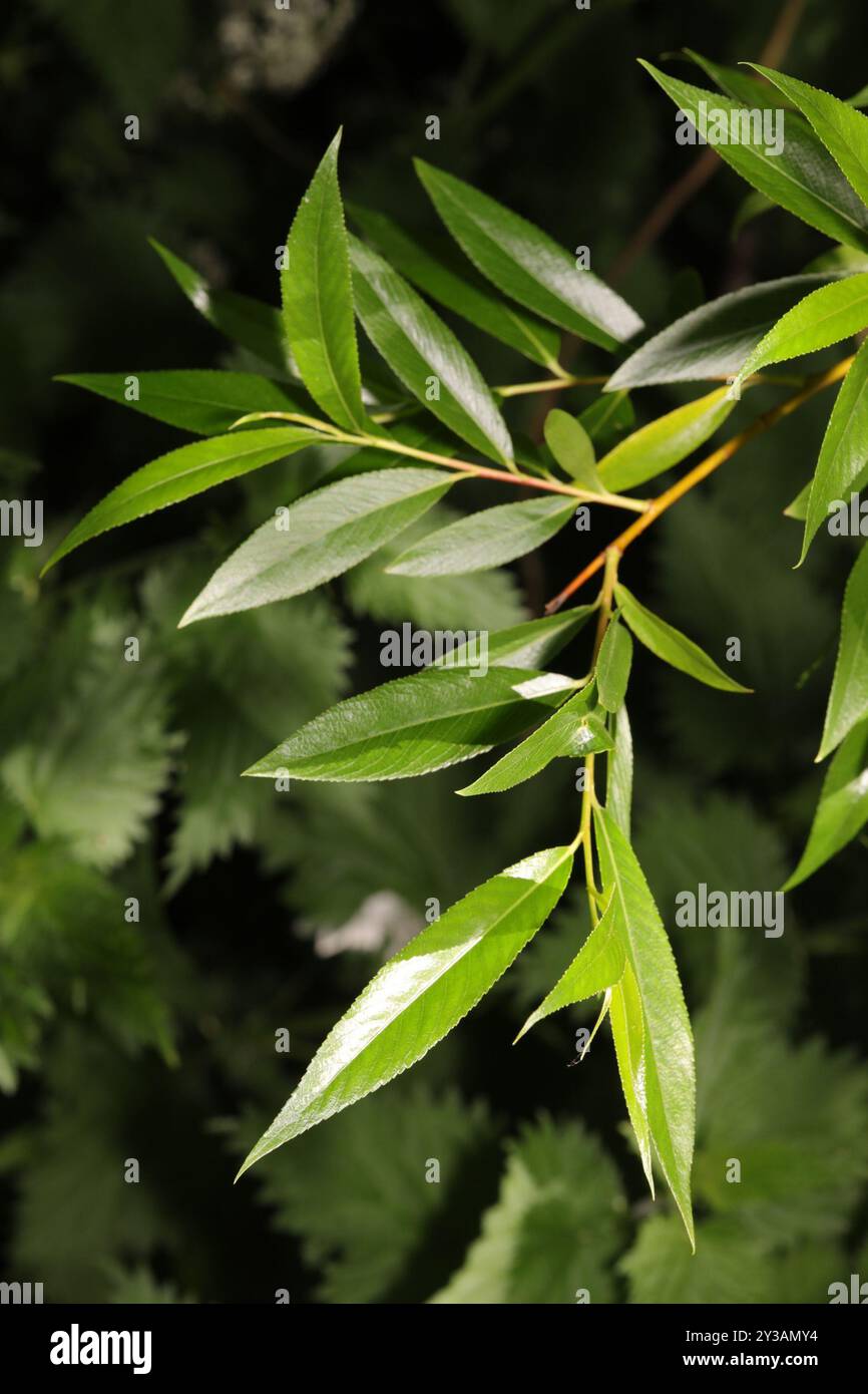 hybrid crack willow (Salix × fragilis) Plantae Stock Photo - Alamy