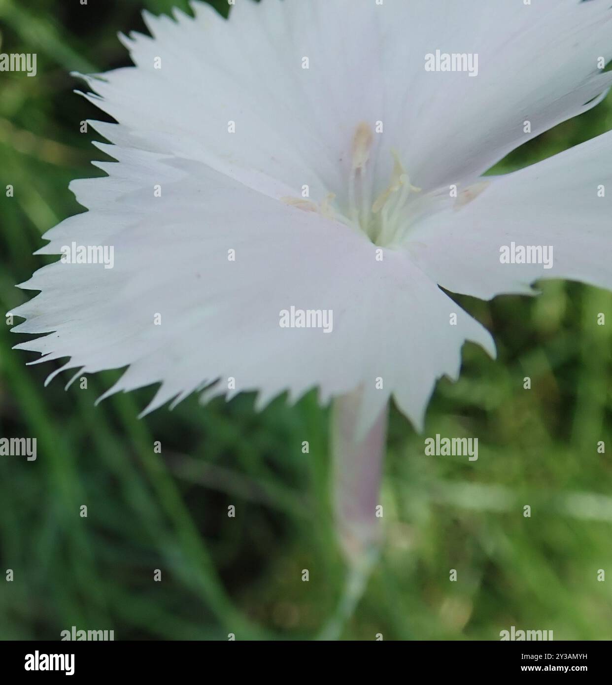 African Pink (Dianthus zeyheri) Plantae Stock Photo - Alamy
