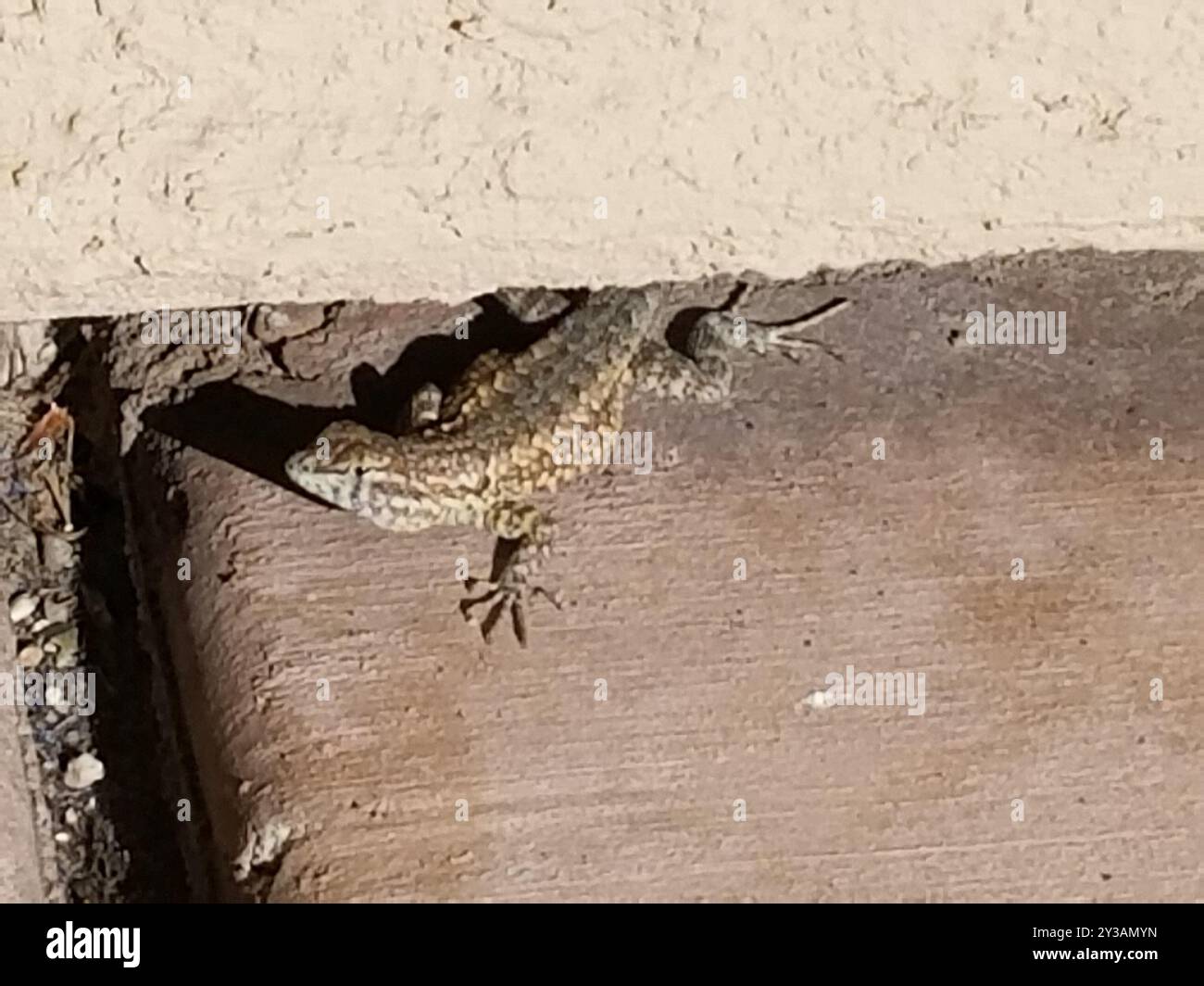 Western Side-blotched Lizard (Uta stansburiana elegans) Reptilia Stock ...