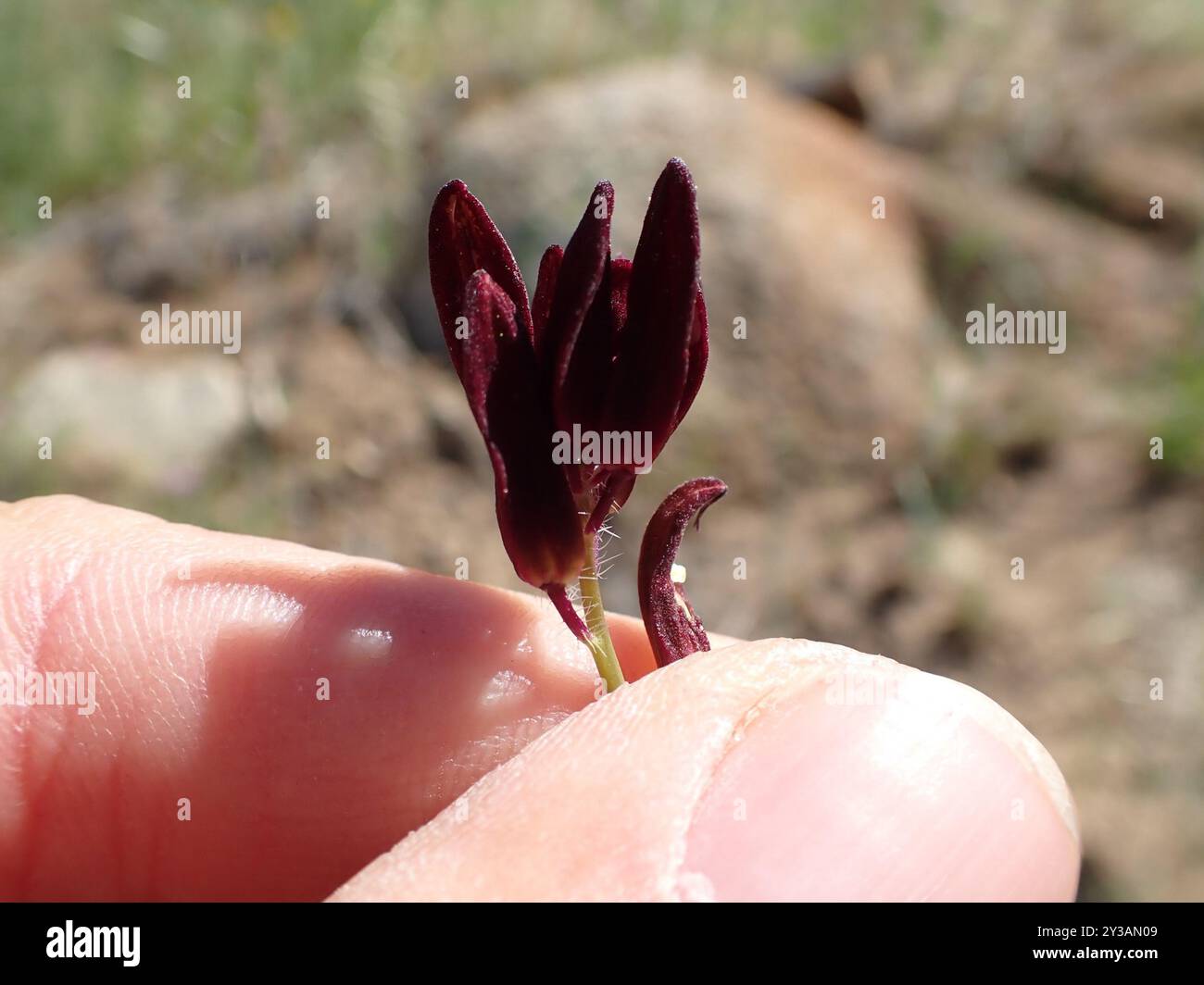 Coulter's wild cabbage (Caulanthus coulteri) Plantae Stock Photo - Alamy