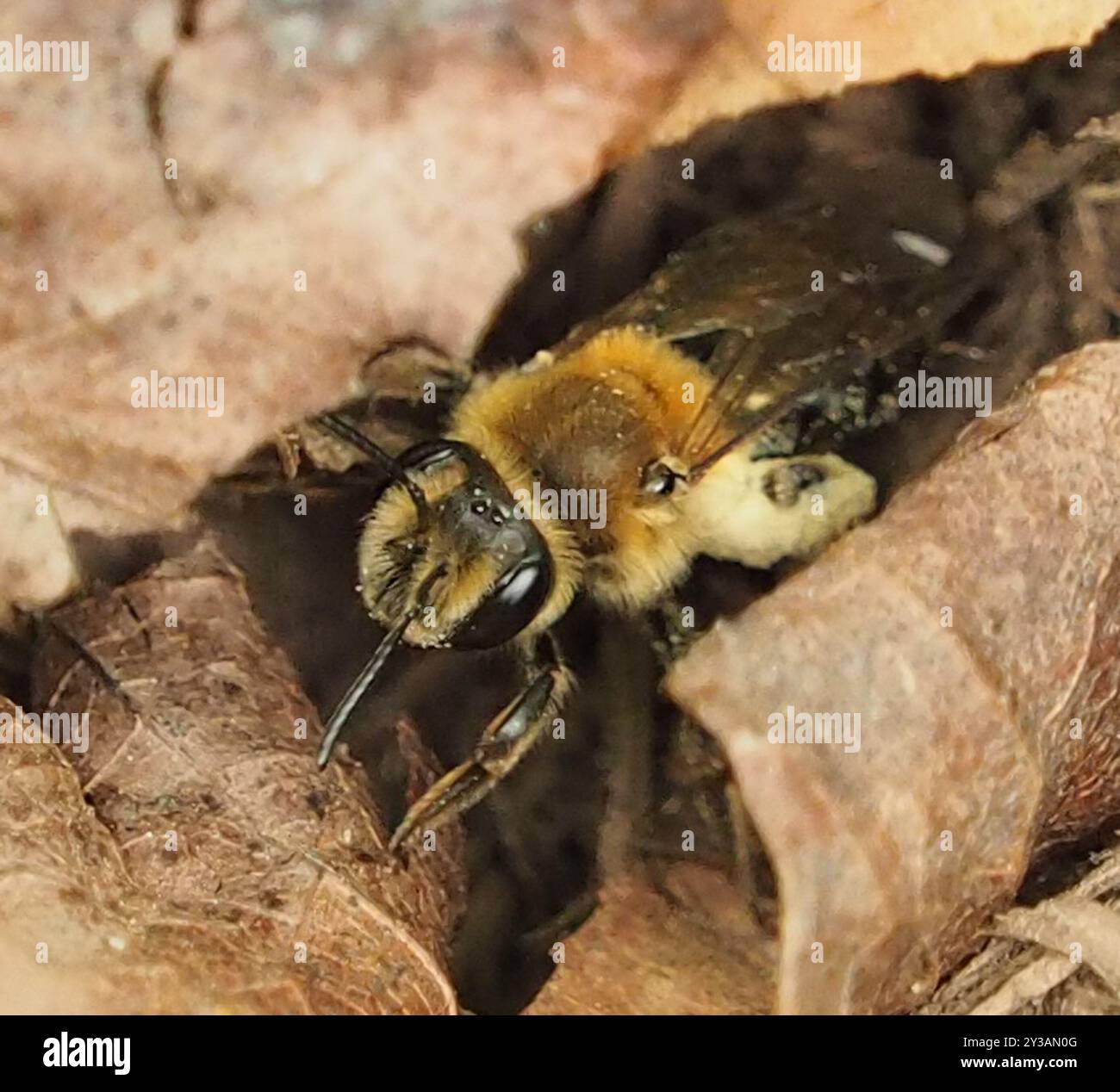 Mining Bees (Andrena) Insecta Stock Photo - Alamy